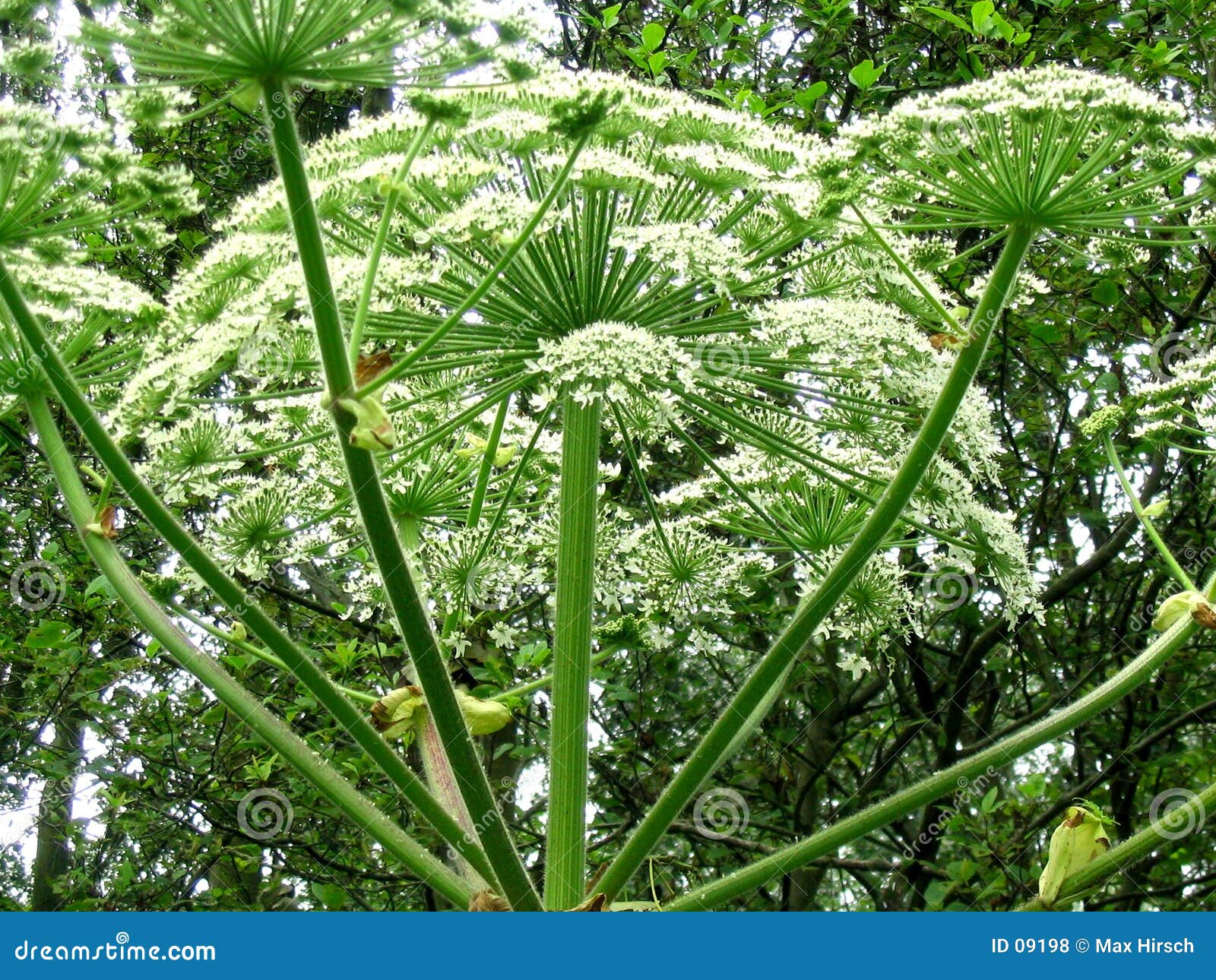 Hogweed stock photo. Image of forest, blossoming, flower - 9198