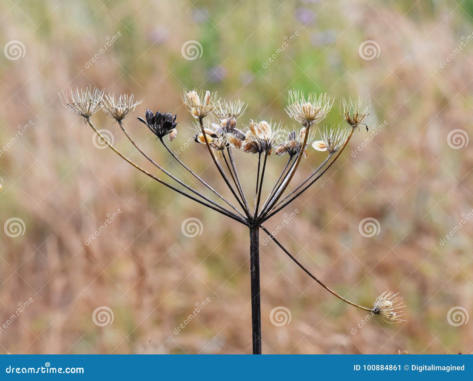 Hogweed seed stock image. Image of common, plant, stem - 100884861