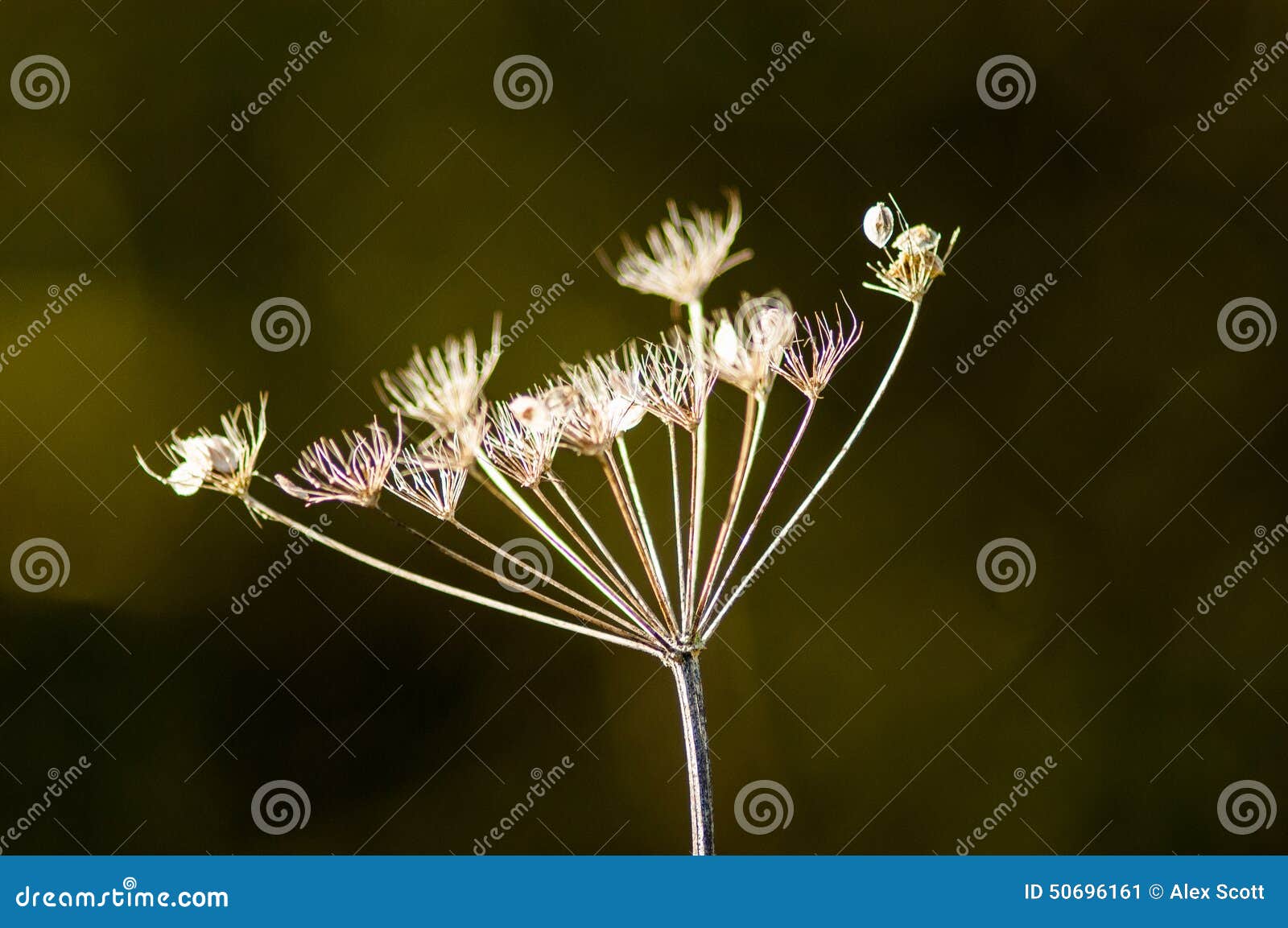 Hogweed seed head stock image. Image of hogweed, conservation - 50696161