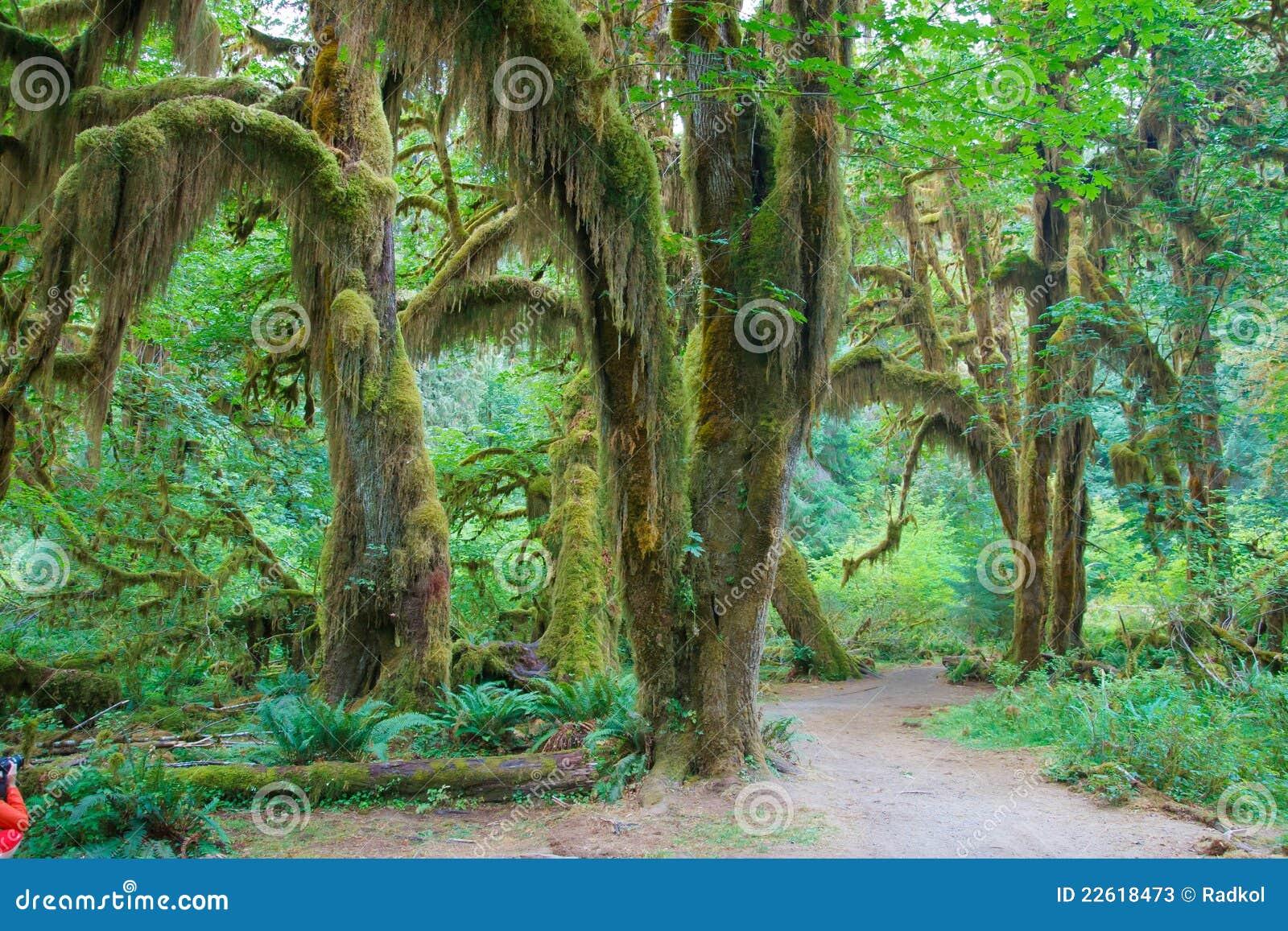 Hoh Rain Forest stock image. Image of peninsula, park - 22618473