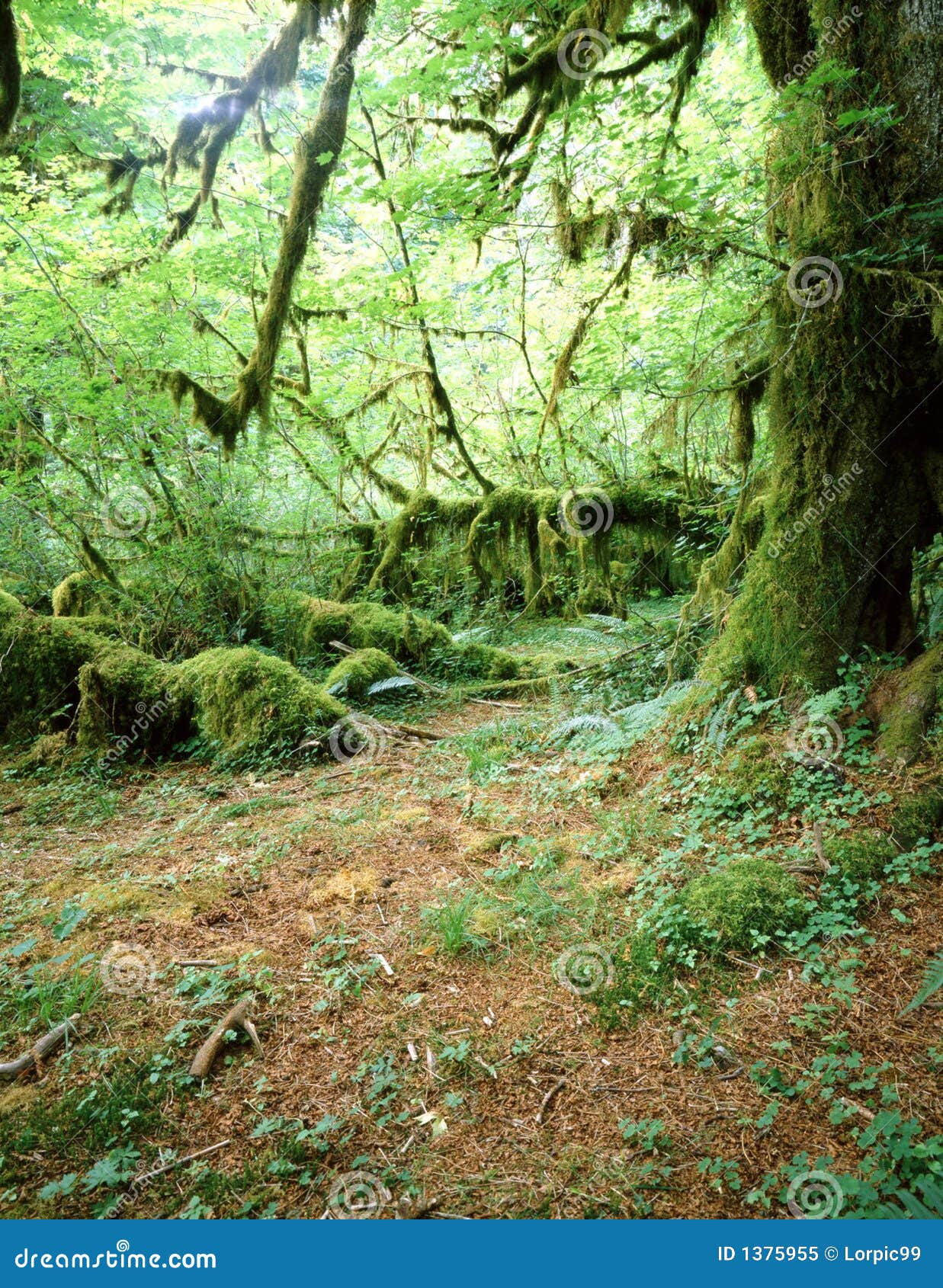 HOH RAINFOREST stock image. Image of america, green, rain - 1375955