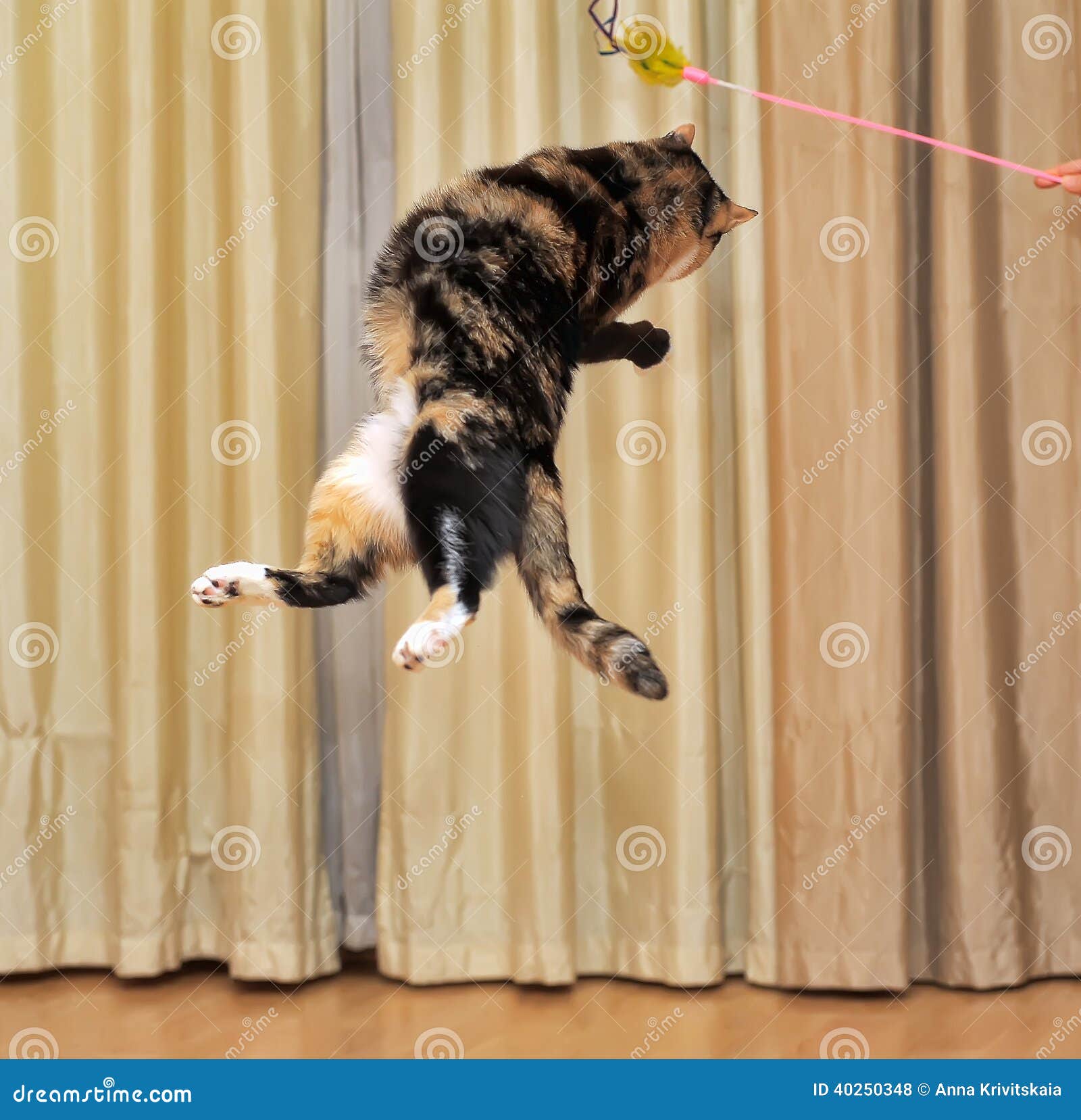Hohe springende Katze stockfoto. Bild von nett, bengalen - 40250348