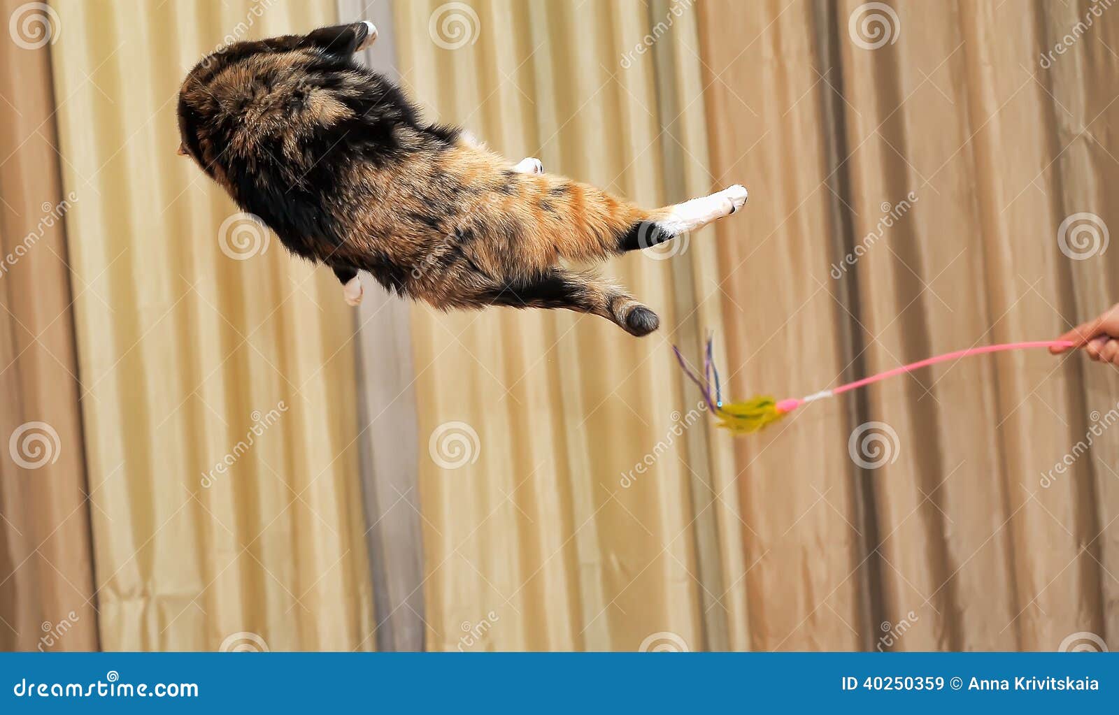 Hohe springende Katze stockbild. Bild von flugwesen, luft - 40250359