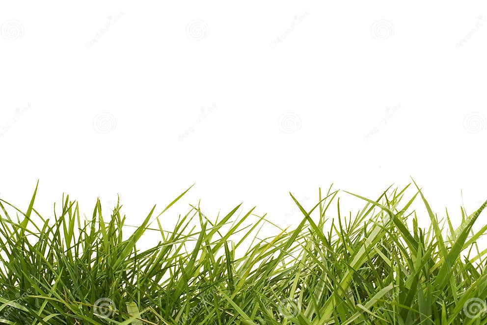 Hohes Gras stockbild. Bild von grün, jahreszeit, garten - 4715993