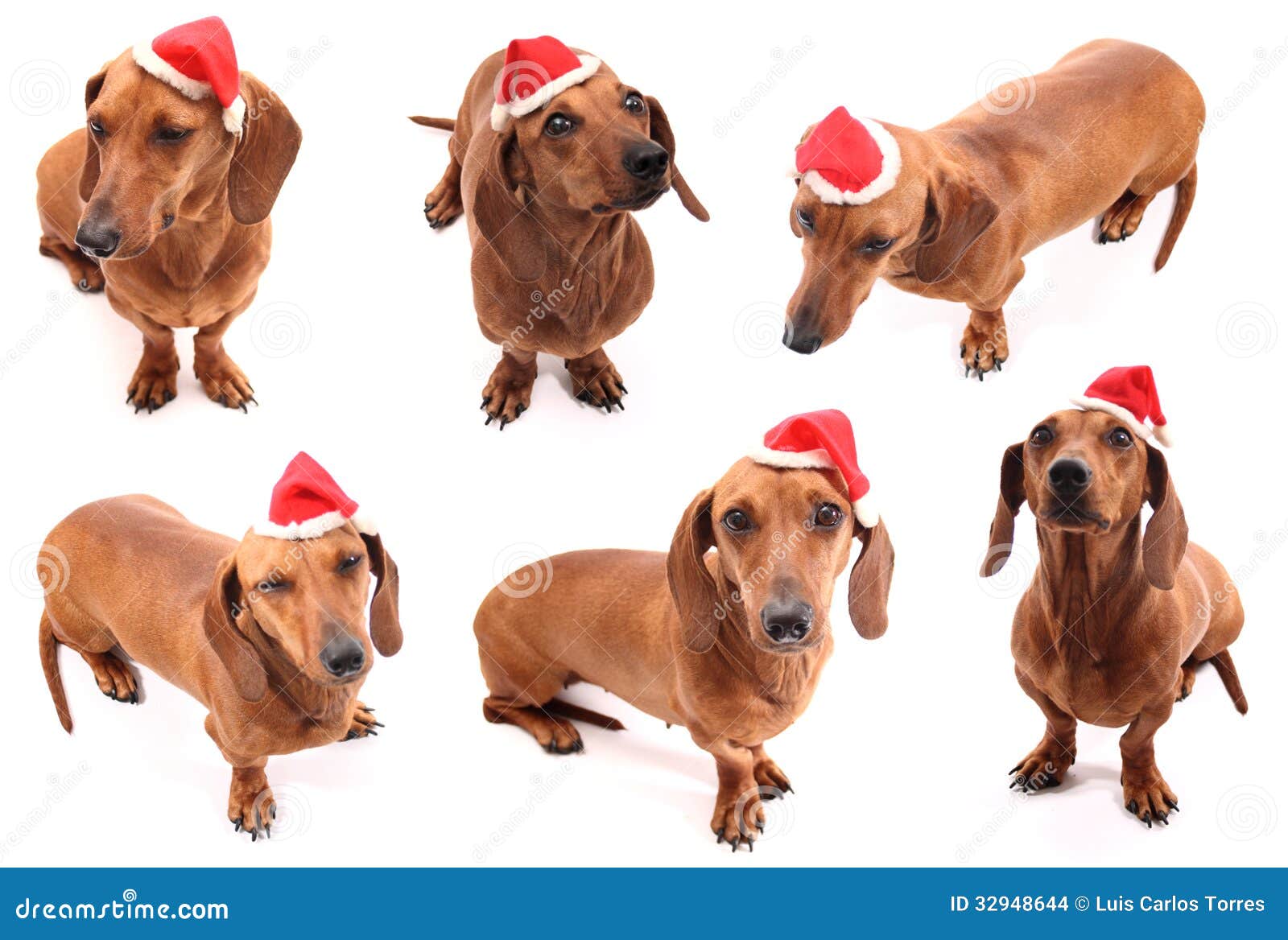 Hohoho dog poses stock photo. Image of claus, canine - 32948644