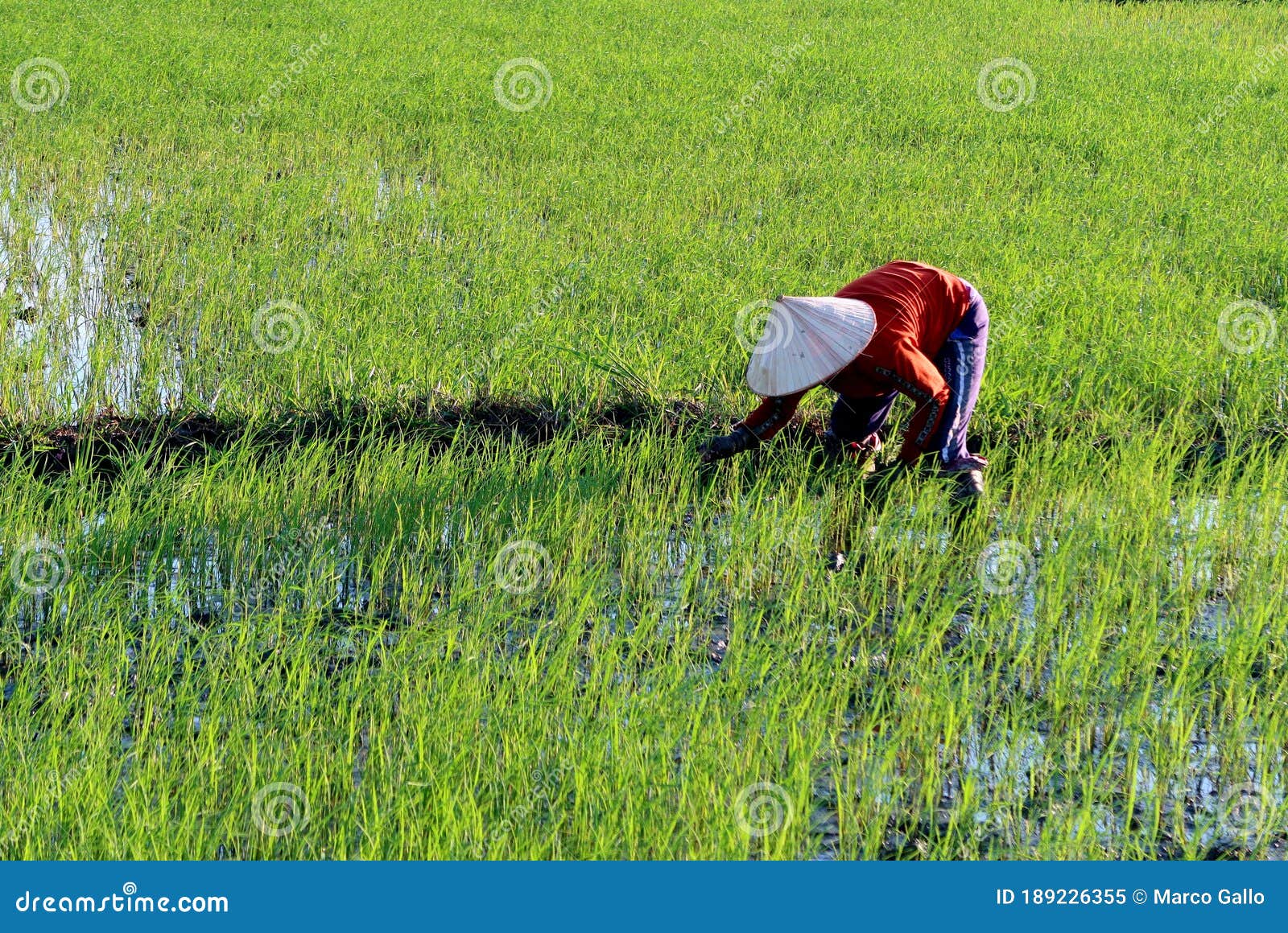 People Working in the Rice Fields of Hoi an, Vietnam. June 2020 ...