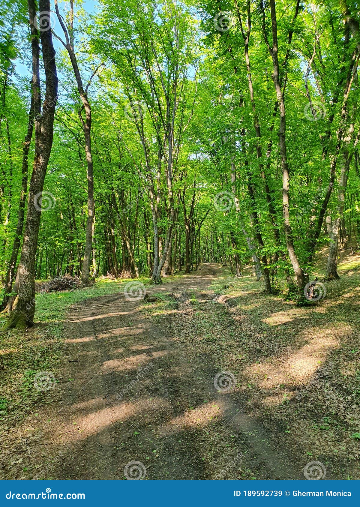 Hoia Baciu forest stock image. Image of vegetation, green - 189592739