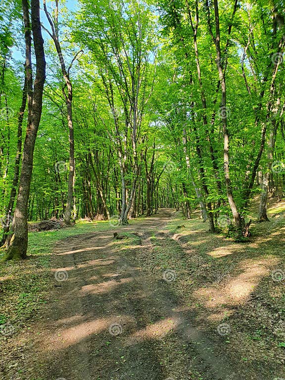 Hoia Baciu forest stock image. Image of vegetation, green - 189592739