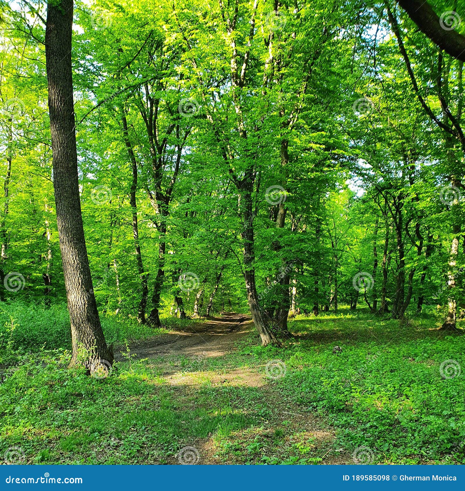 Hoia Baciu forest in cluj stock photo. Image of places - 189585098