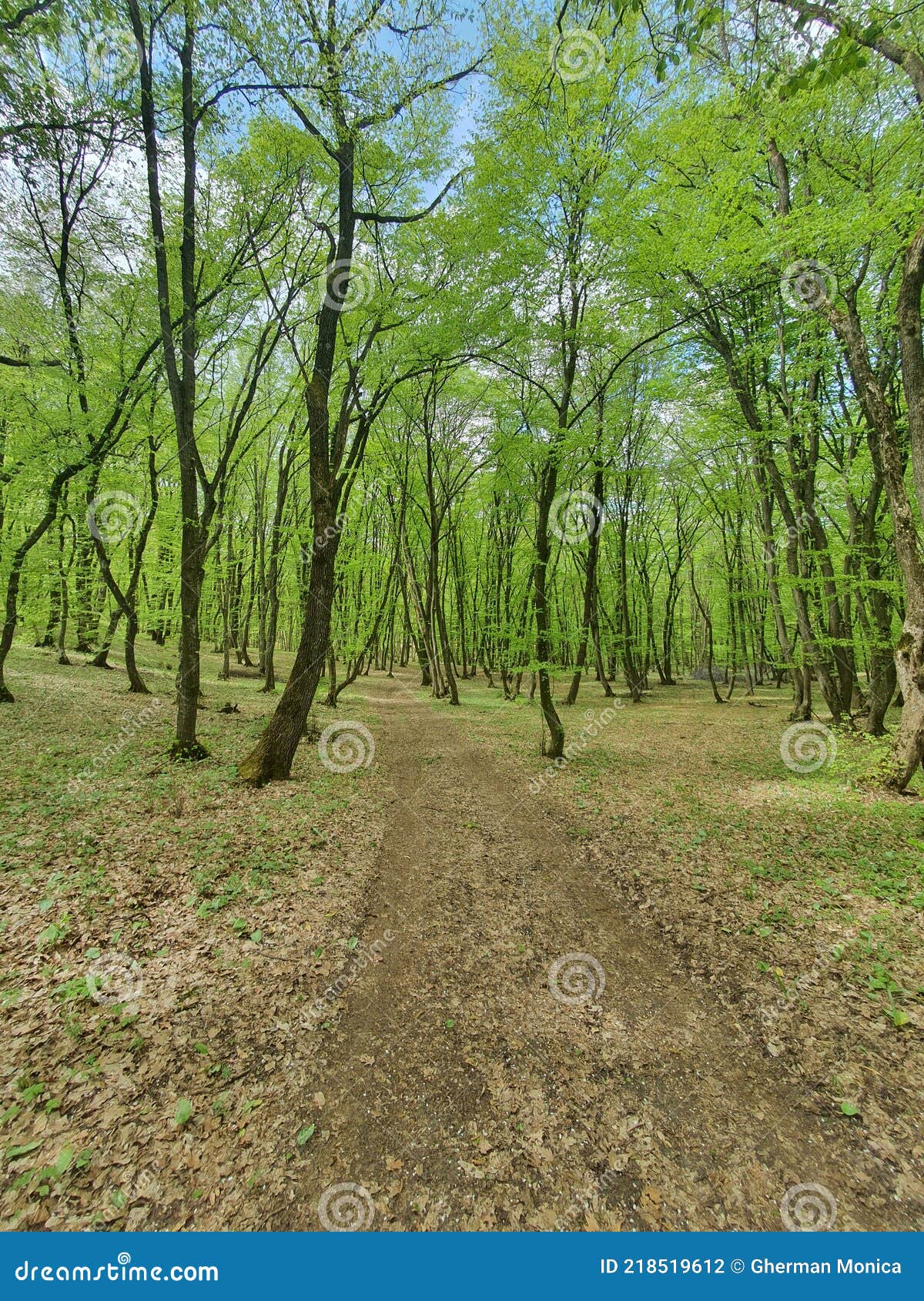 Hoia Baciu forest stock photo. Image of trail, shrub - 218519612