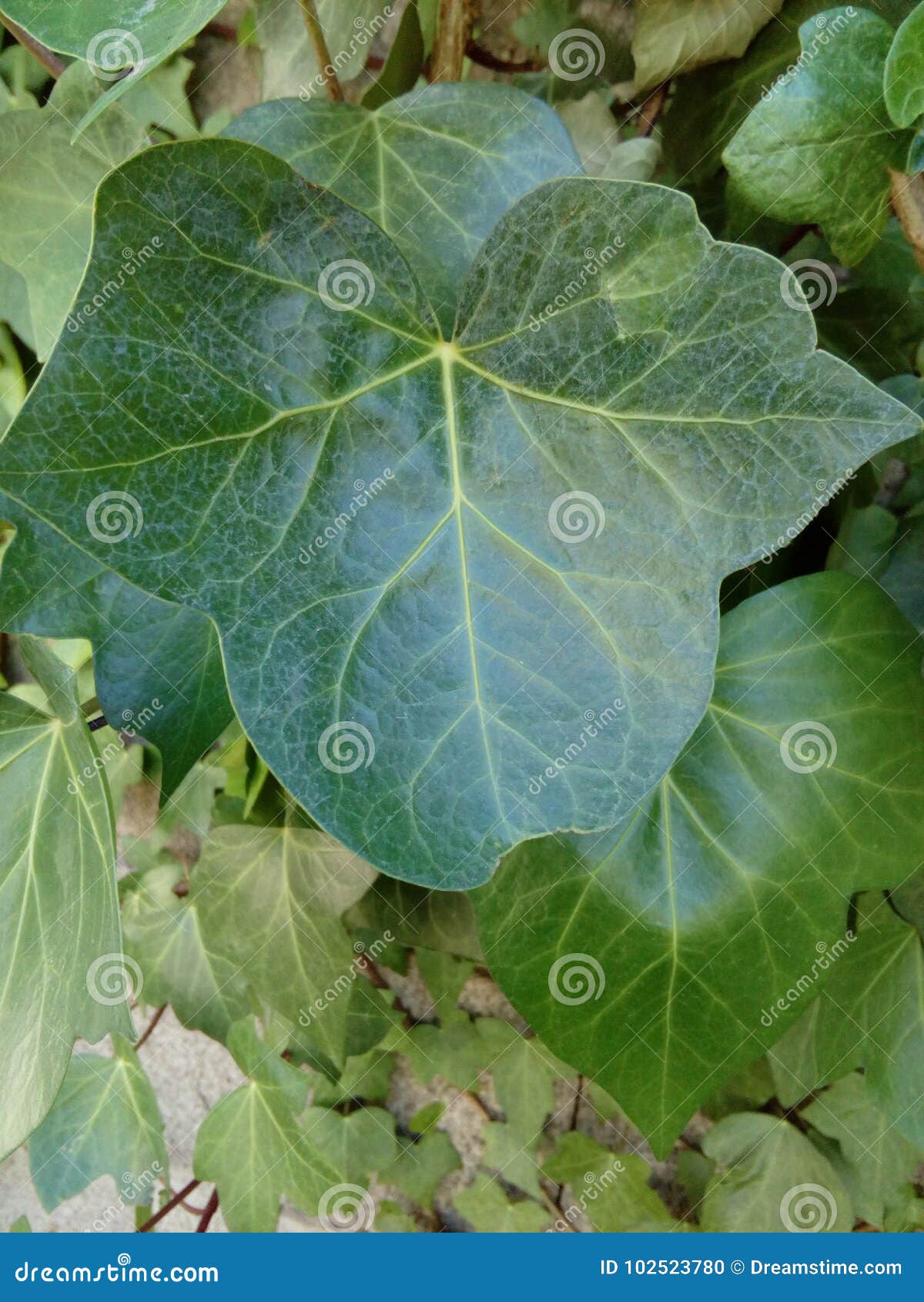 Hoja foto de archivo. Imagen de hoja, dulce, intenso - 102523780