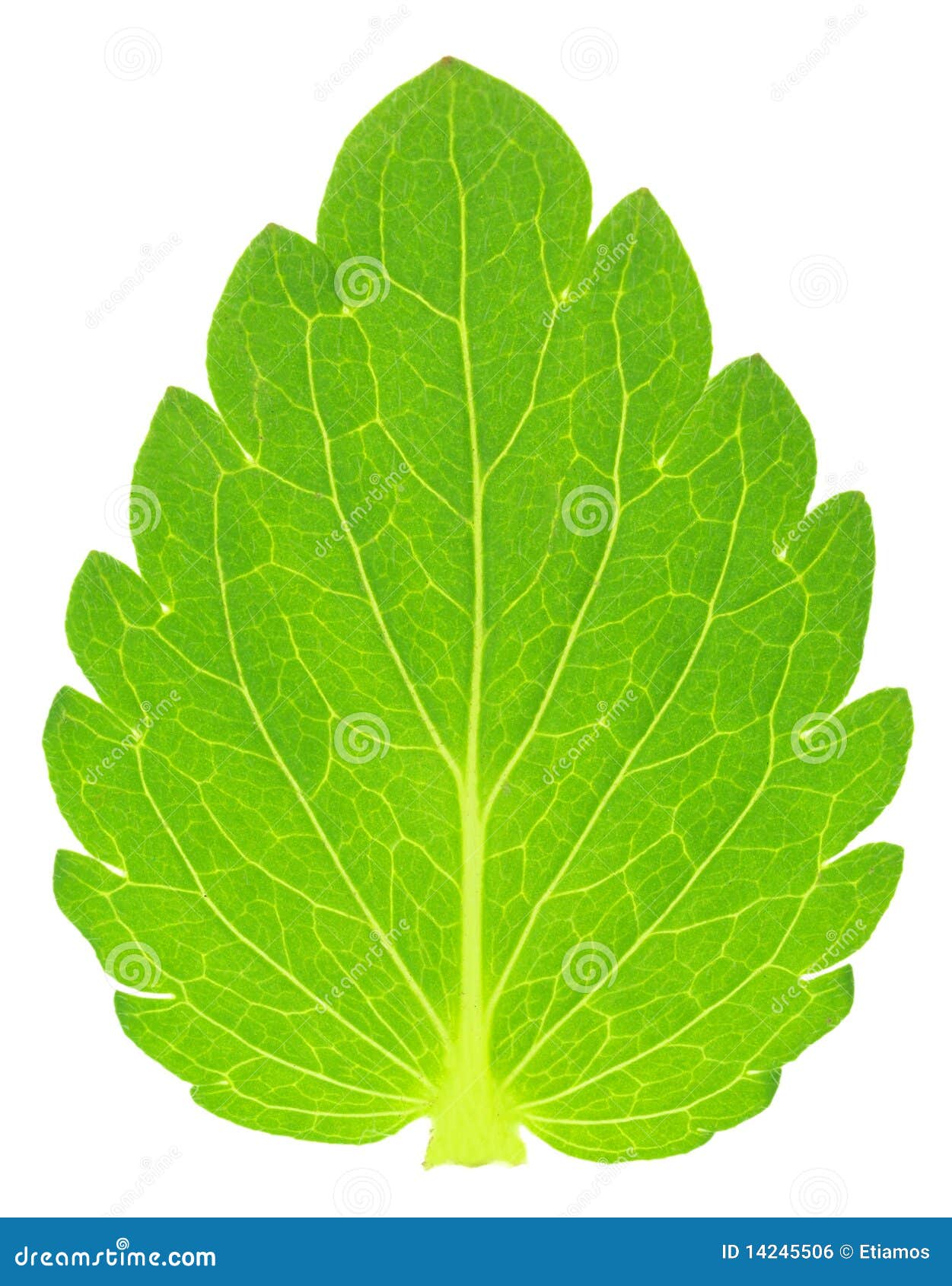 Hoja foto de archivo. Imagen de aislado, primer, flora - 14245506