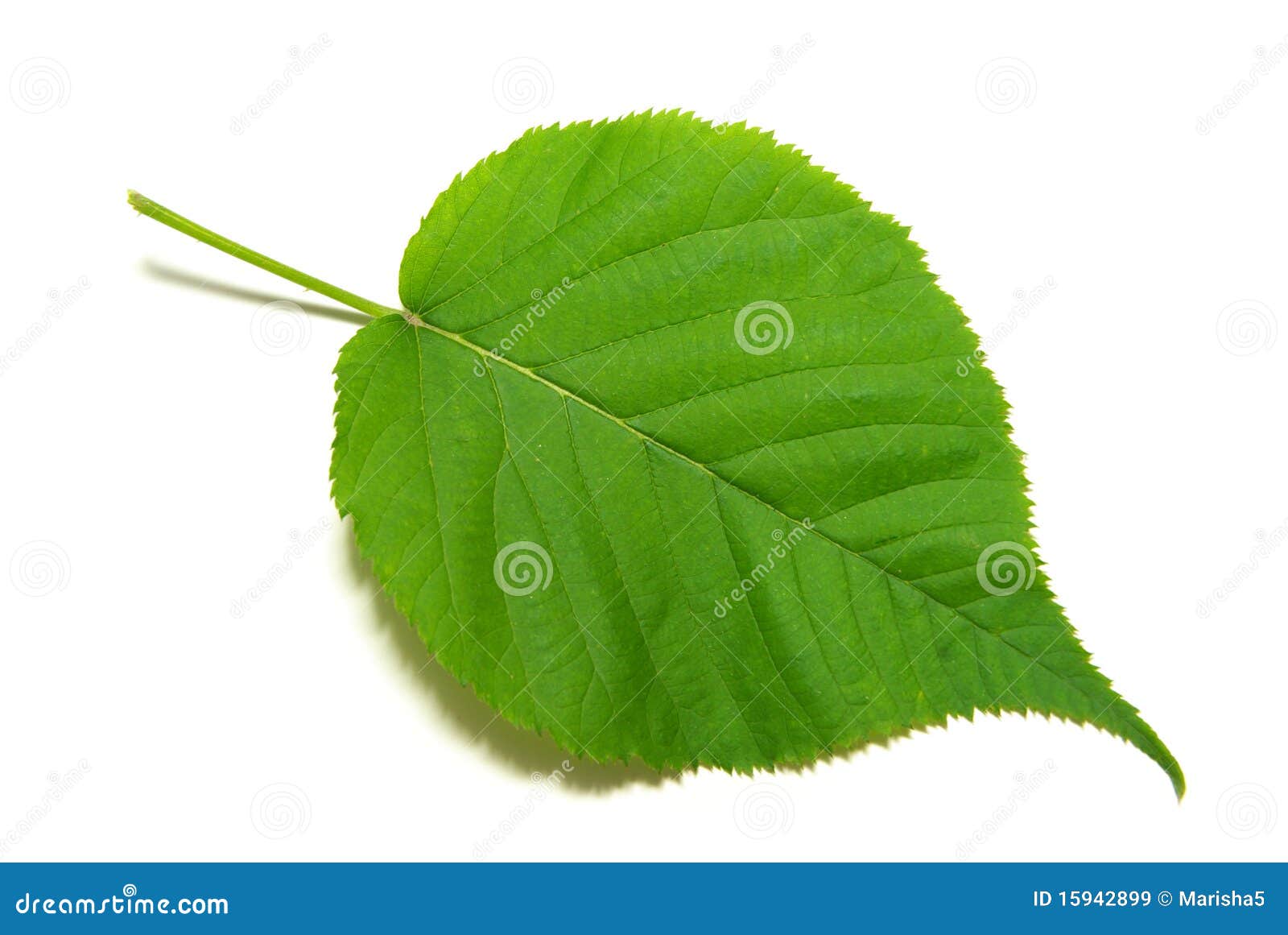 Hoja imagen de archivo. Imagen de herbario, hierba, aislado - 15942899