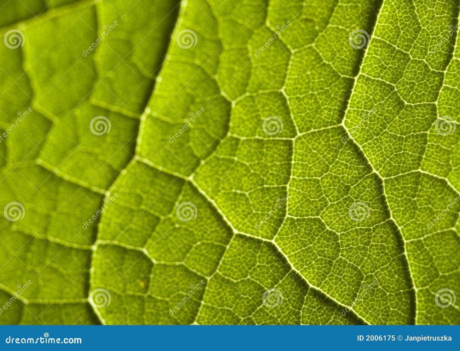 Hoja imagen de archivo. Imagen de modelo, detalles, forma - 2006175