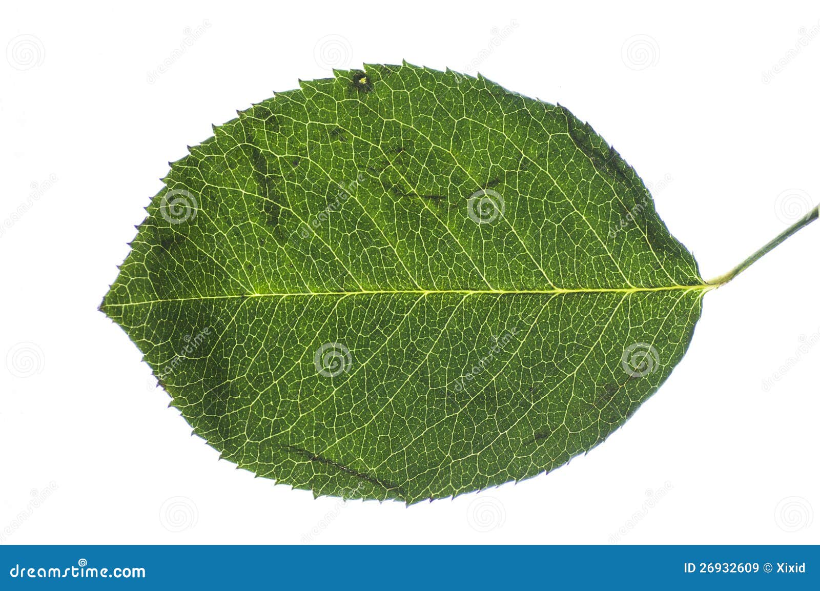 Hoja imagen de archivo. Imagen de planta, hojas, detalle - 26932609