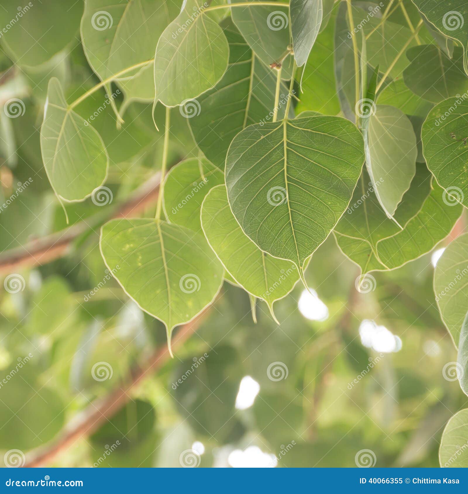 Hoja acorazonada imagen de archivo. Imagen de travieso - 40066355