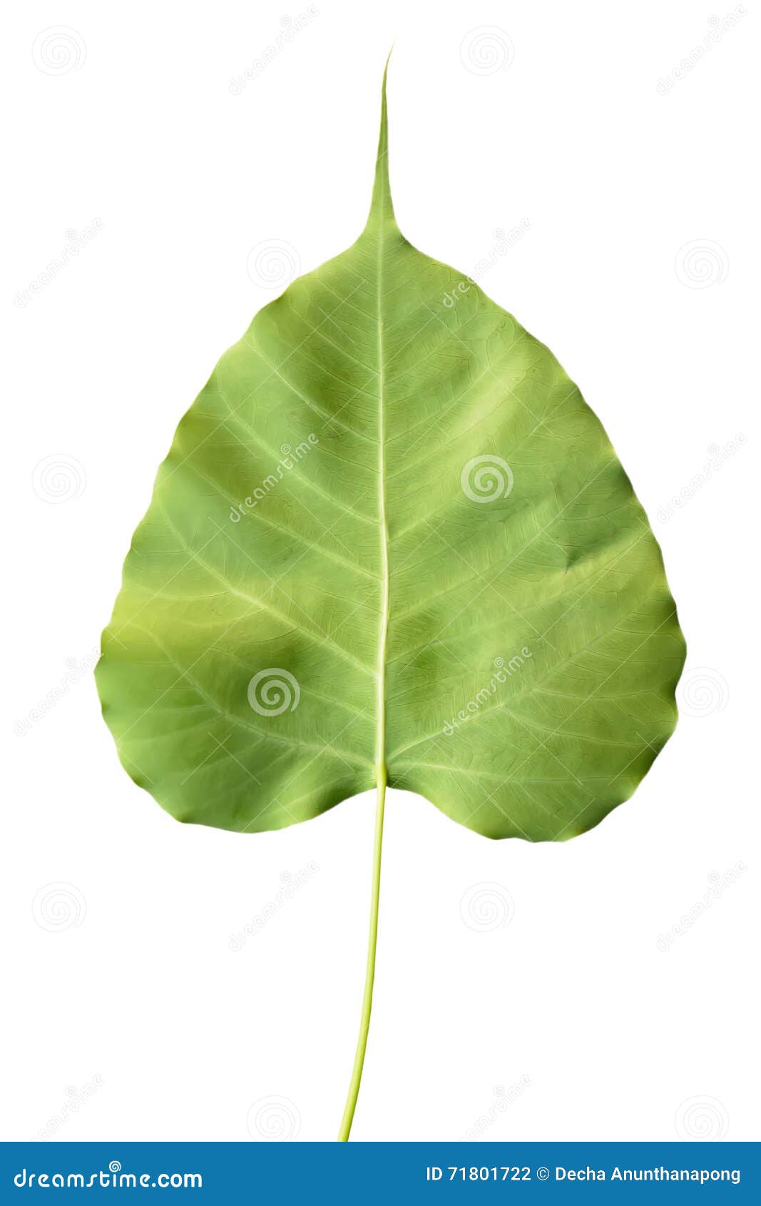 imágenes comunes del Hoja Acorazonada - los derechos de la ...