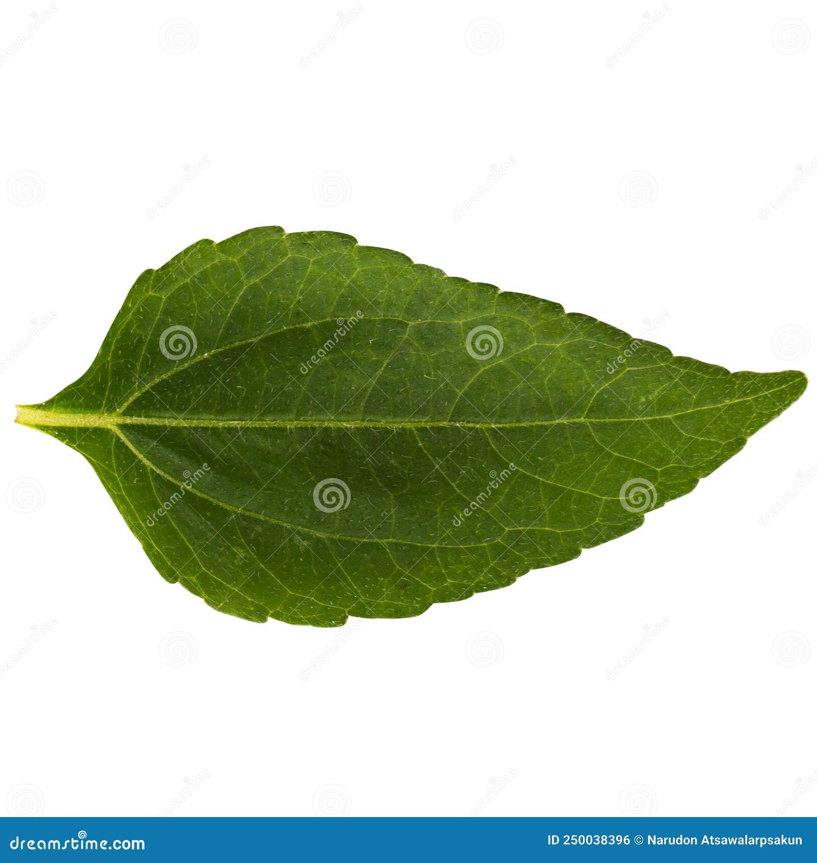 Hoja Aislada En Fondo Blanco Foto de archivo - Imagen de objeto ...