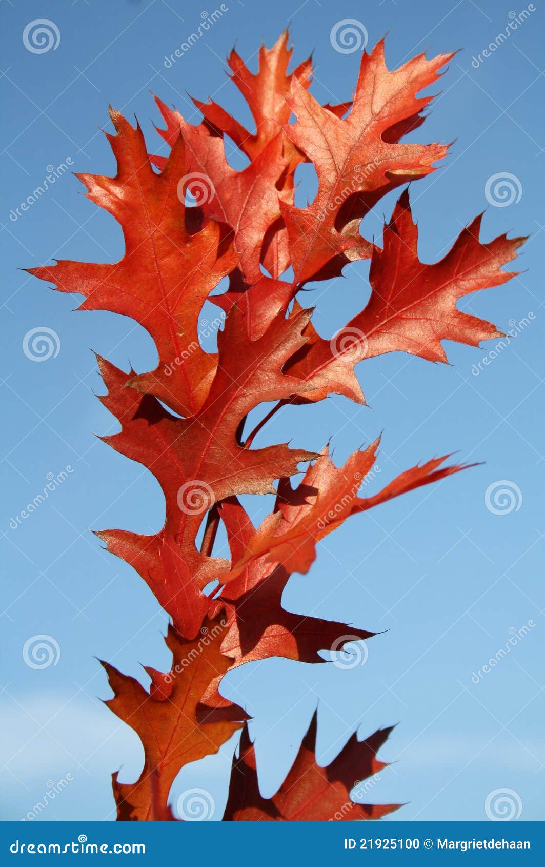 Hoja americana del roble foto de archivo. Imagen de cielo - 21925100