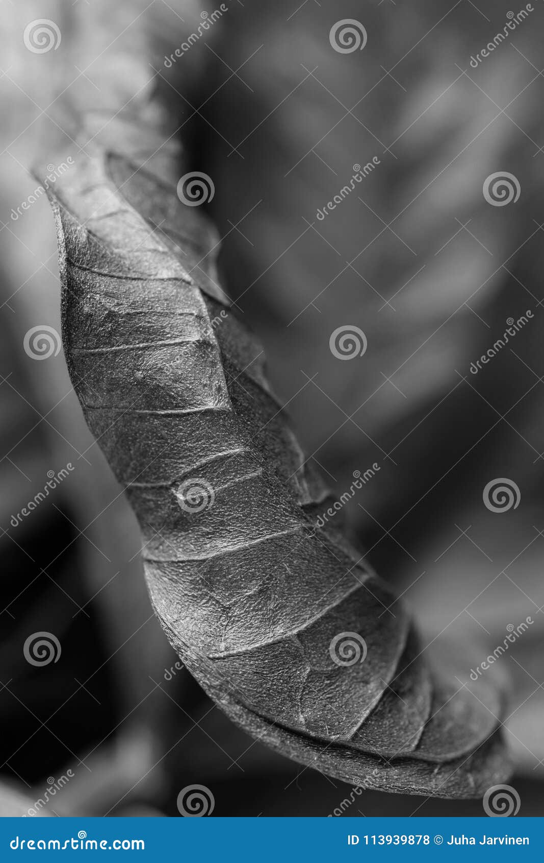 Hoja blanco y negro foto de archivo. Imagen de negro - 113939878