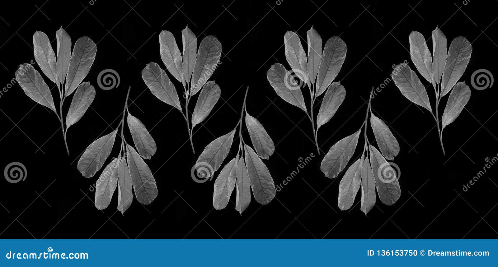 Hoja blanco y negro foto de archivo. Imagen de fronda - 136153750