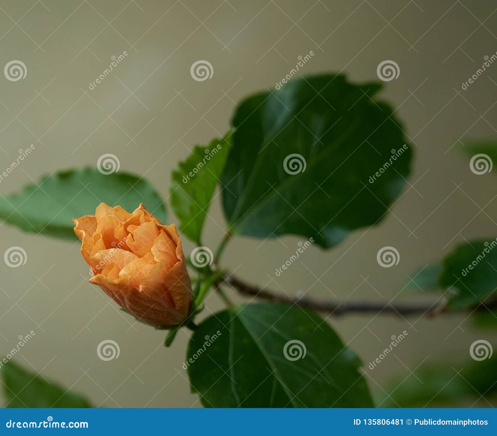 Hoja, Brote, Planta, Tronco De La Planta Imagen. Imagen: 135806481