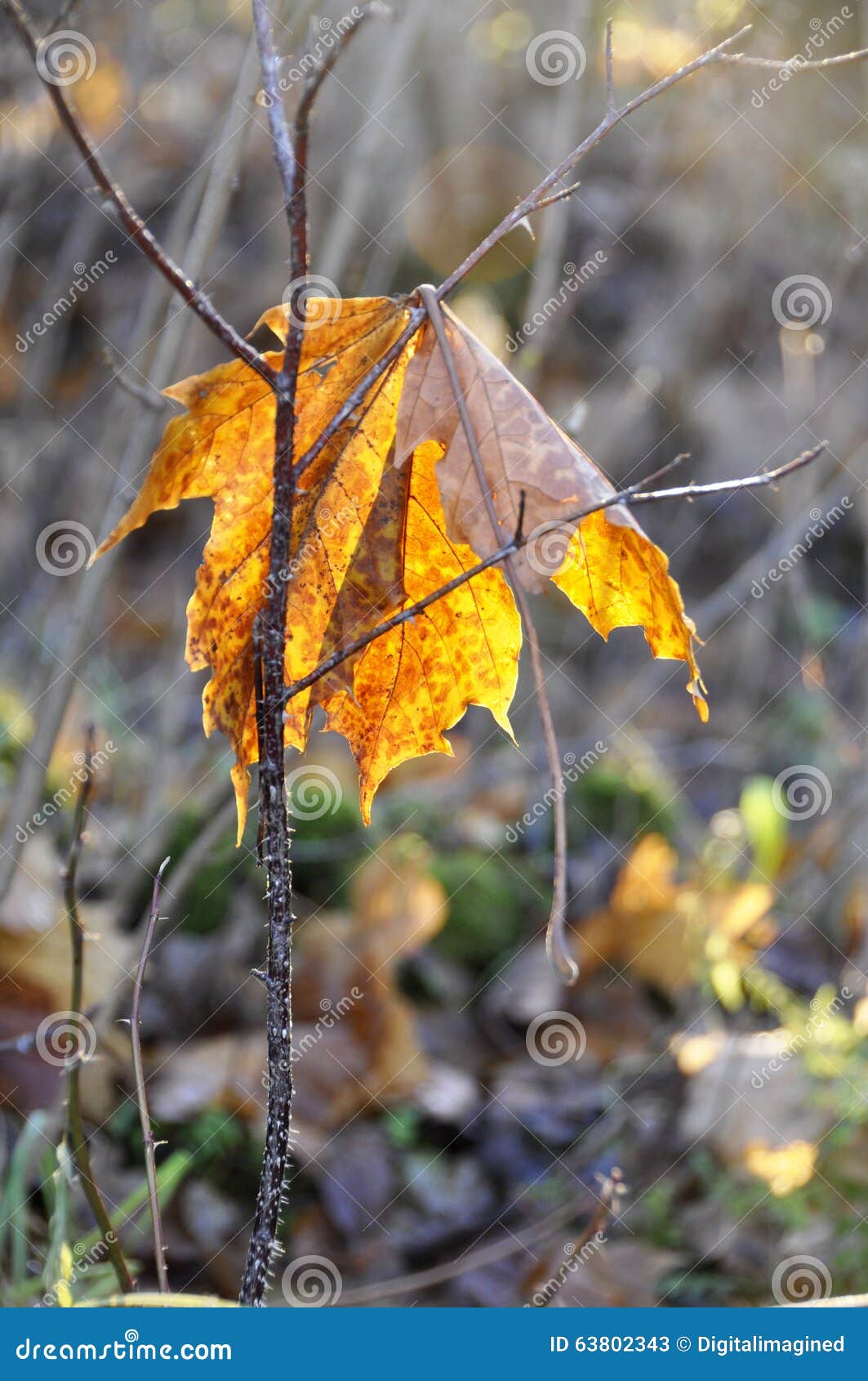 Hoja caida imagen de archivo. Imagen de arce, hoja, anaranjado - 63802343