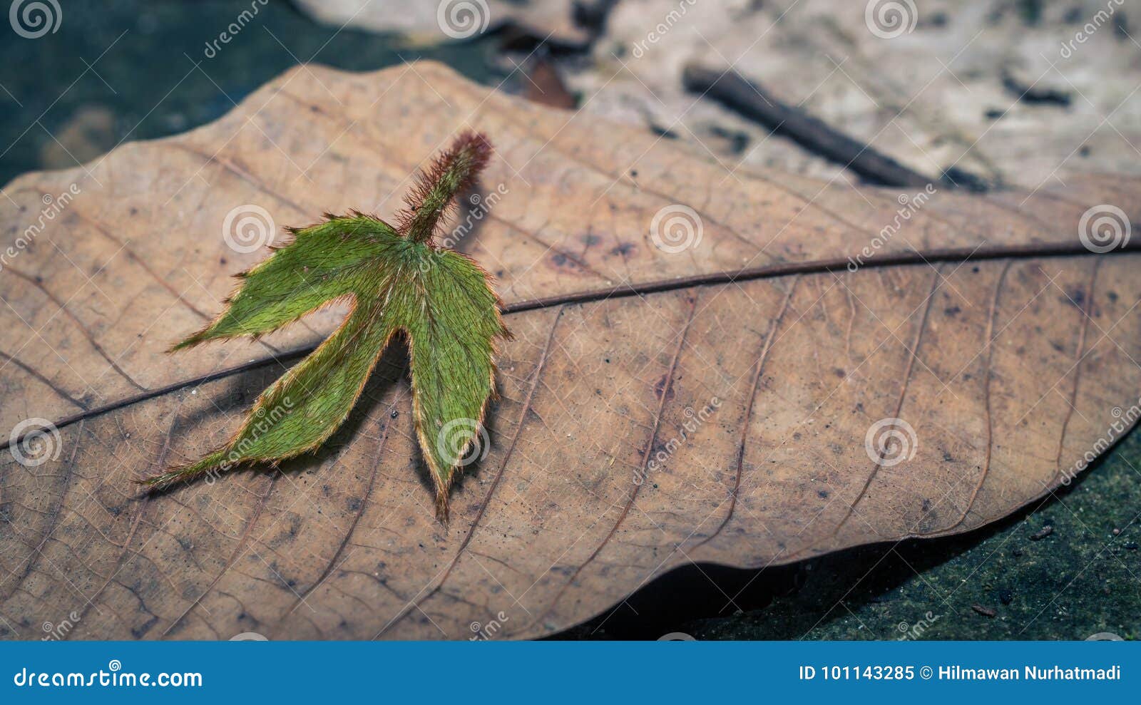 Hoja Caida, Concepto Del Cambio Imagen de archivo - Imagen de fresco ...