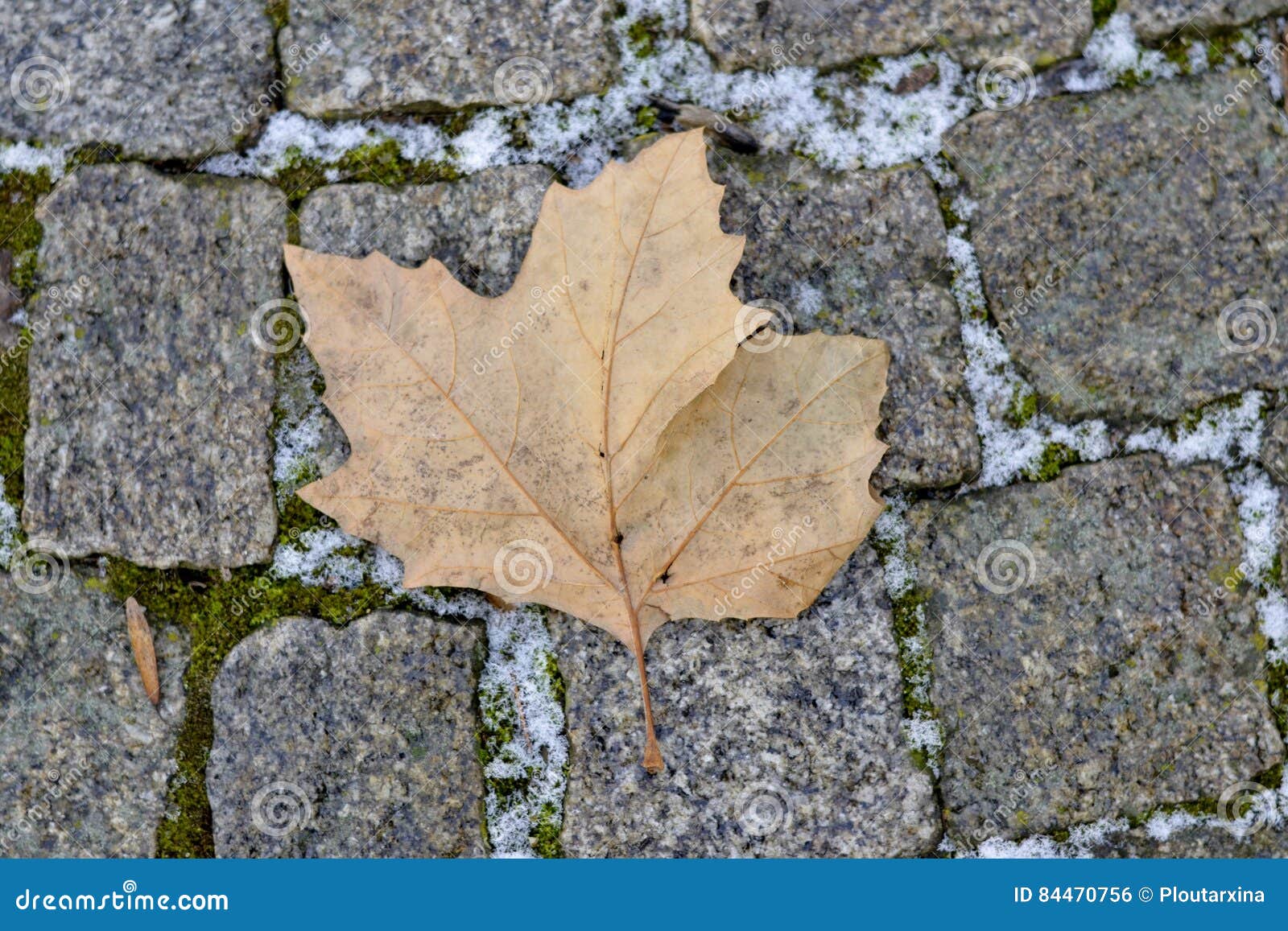 Hoja caida detallada seca foto de archivo. Imagen de cubierto - 84470756
