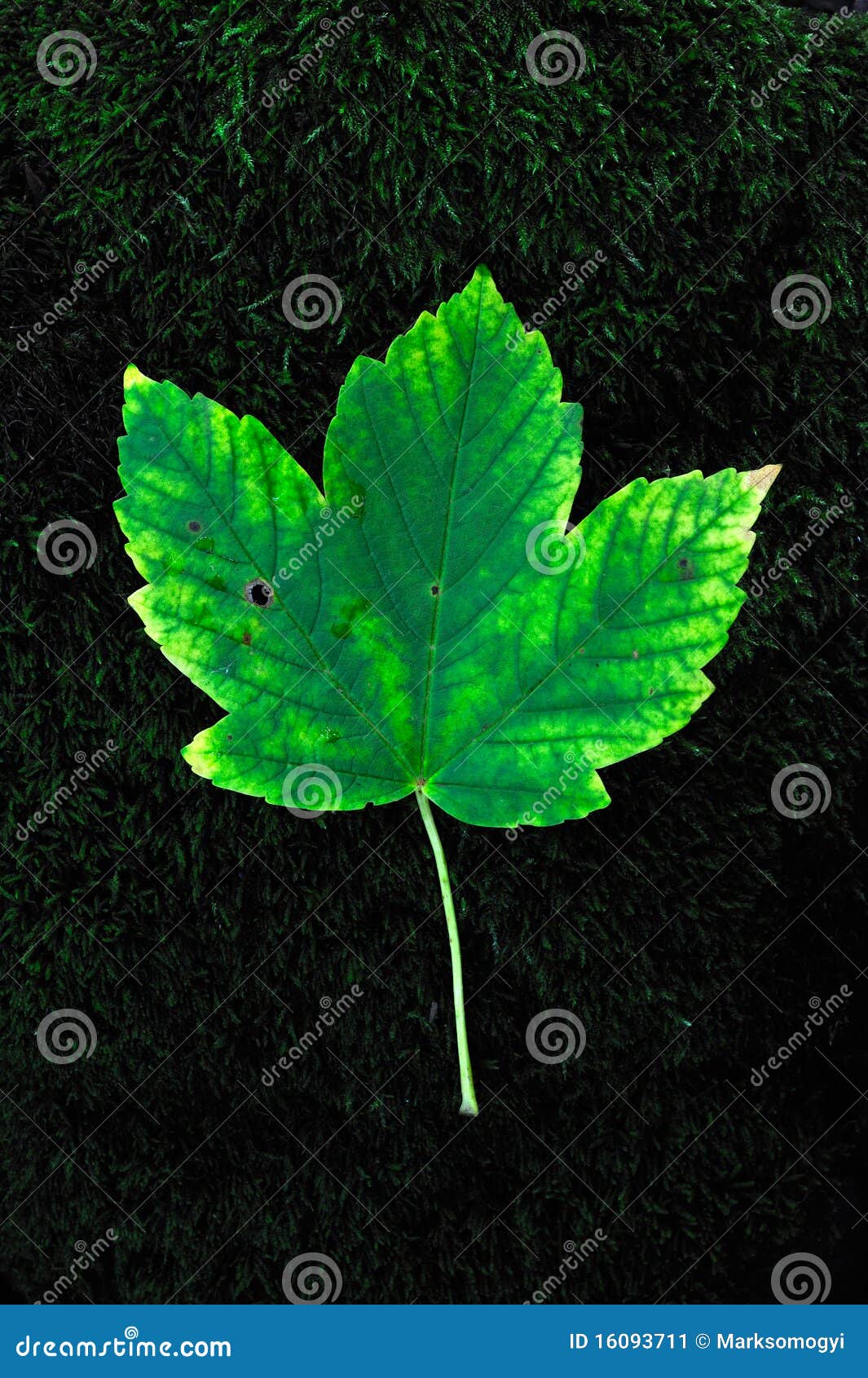 Hoja caida verde encendido imagen de archivo. Imagen de oscuro - 16093711