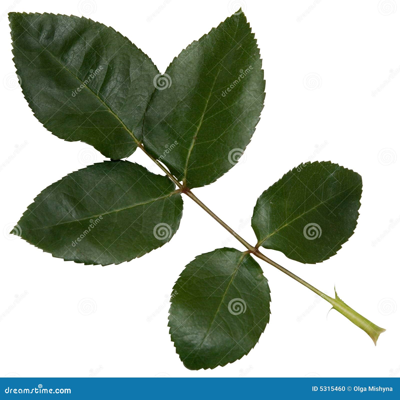 Hoja Color De Rosa Del Verde Grande Foto de archivo - Imagen de follaje ...