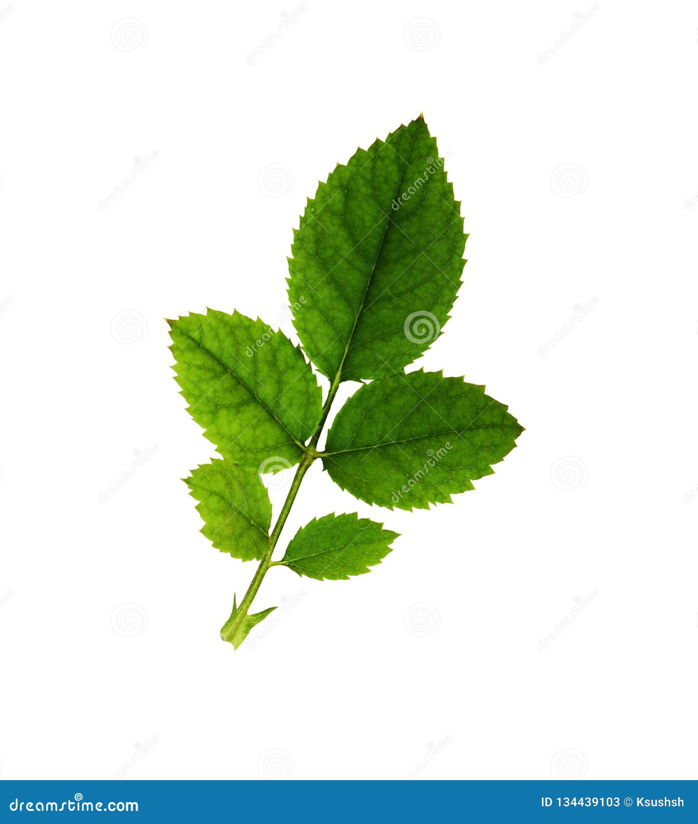 Hoja Color De Rosa Verde Fresca Imagen de archivo - Imagen de hoja ...