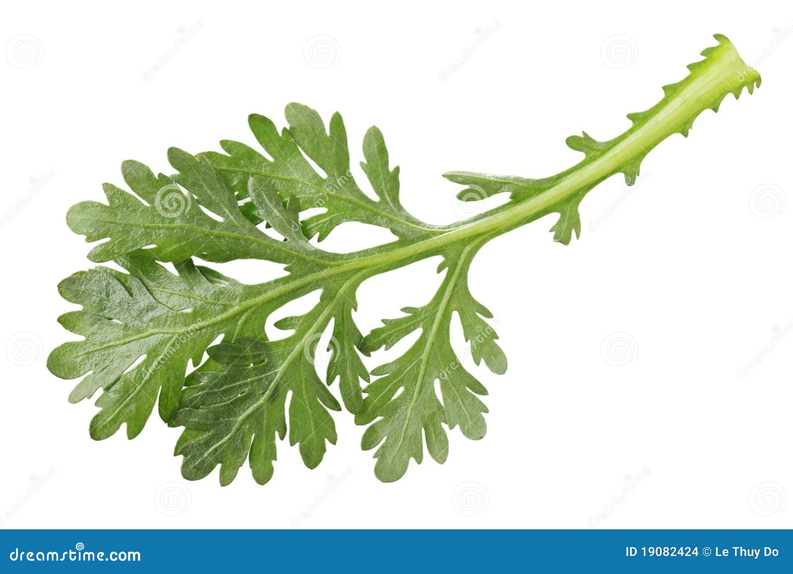 Hoja Comestible Del Crisantemo Foto de archivo - Imagen de salud ...