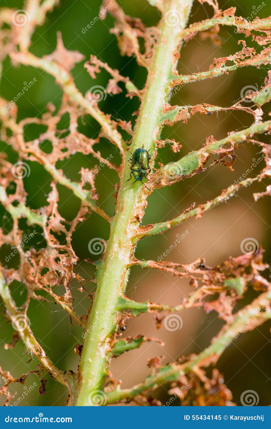 Hoja Comida Por Los Insectos Imagen de archivo - Imagen de contorno ...