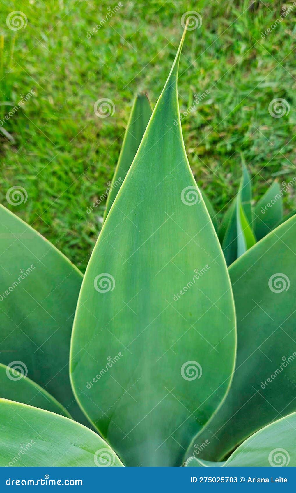 Hoja De Agave Verde Resaltada Imagen de archivo - Imagen de verde ...