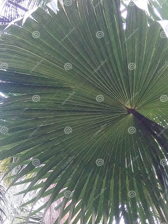 Hoja de Anahaw foto de archivo. Imagen de fresco, naturalizado - 100718558