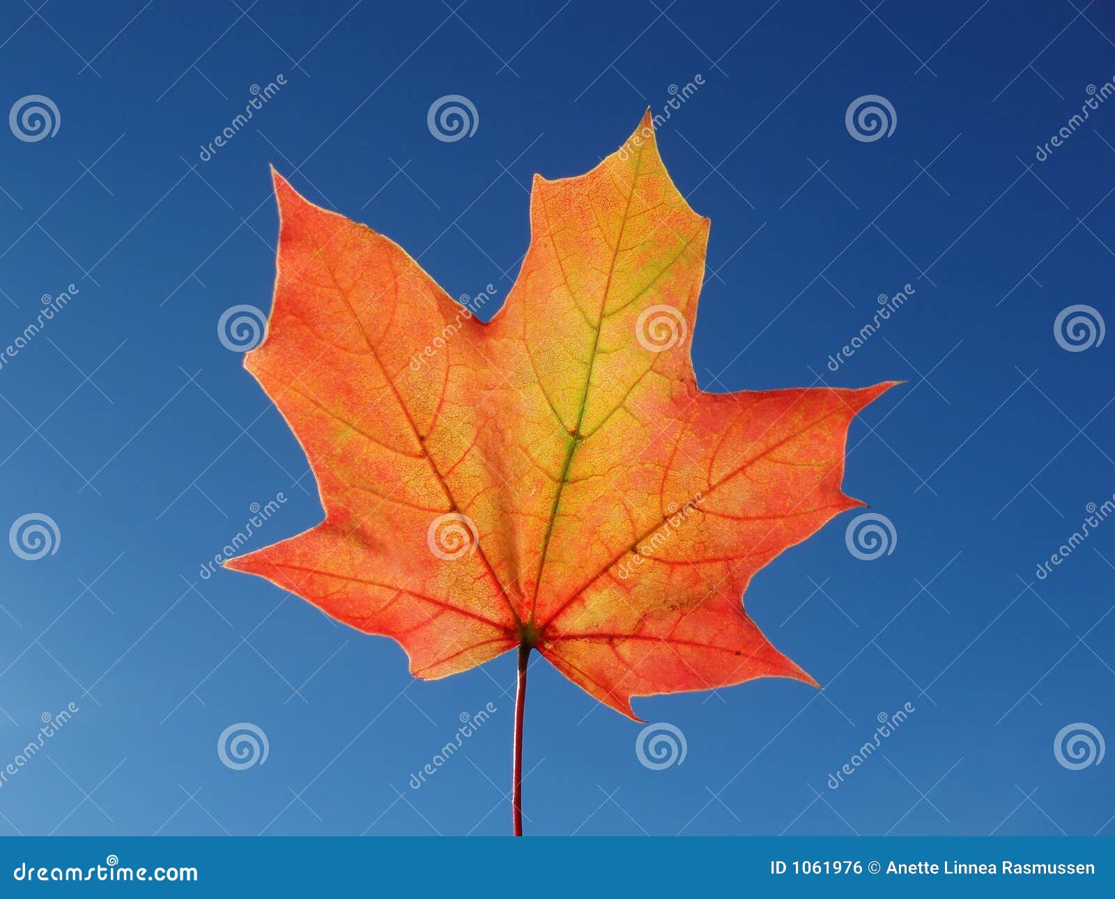 Hoja de arce foto de archivo. Imagen de macro, elemento - 1061976