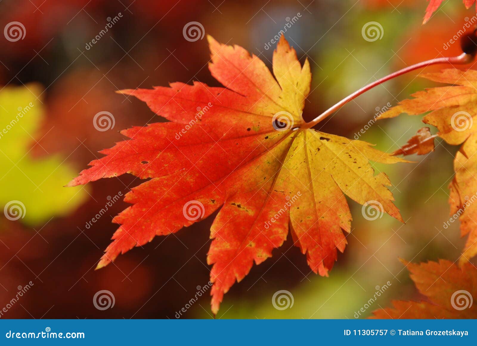 Hoja de arce imagen de archivo. Imagen de travieso, hermoso - 11305757