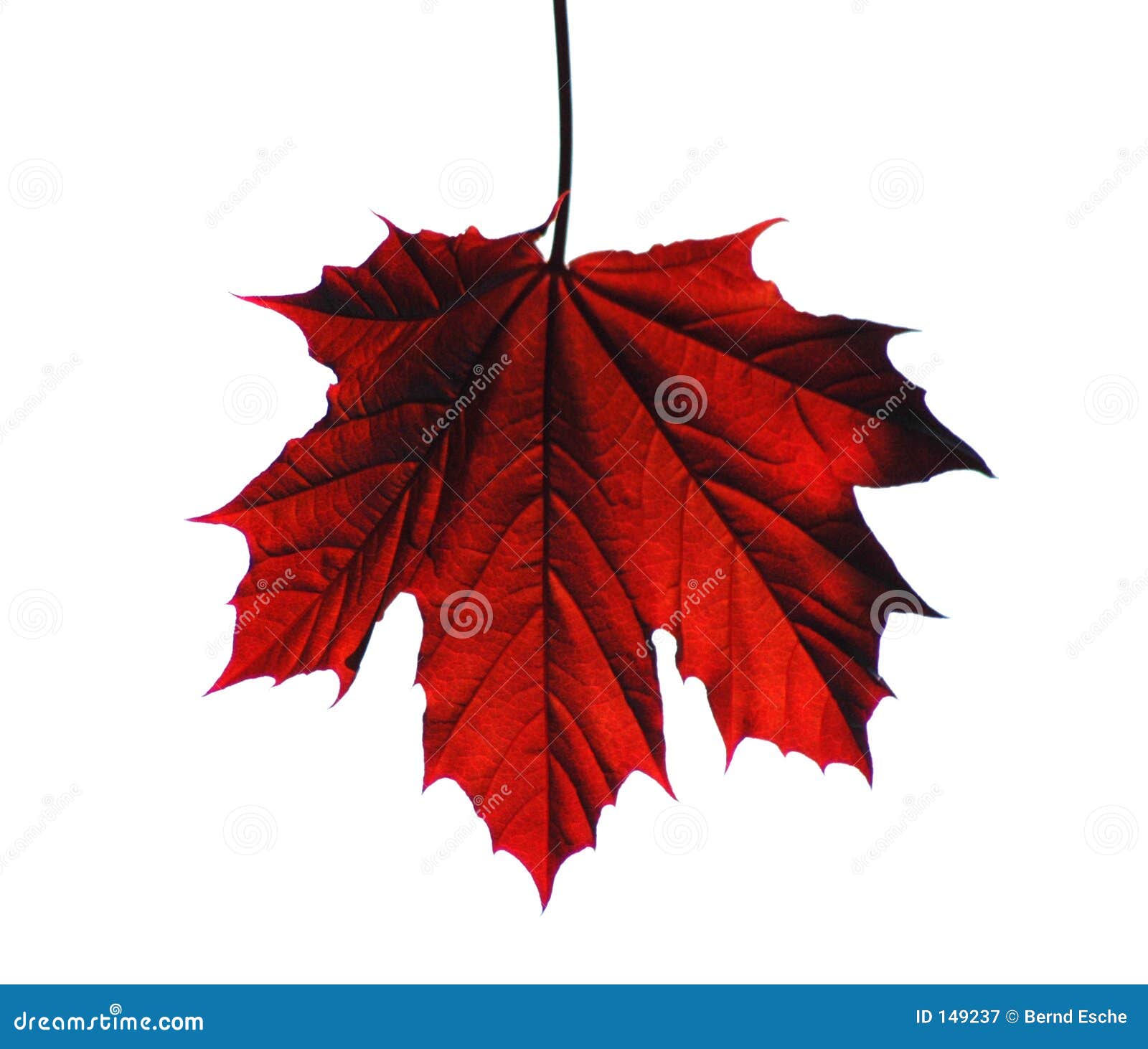 Hoja de arce imagen de archivo. Imagen de follaje, estacional - 149237