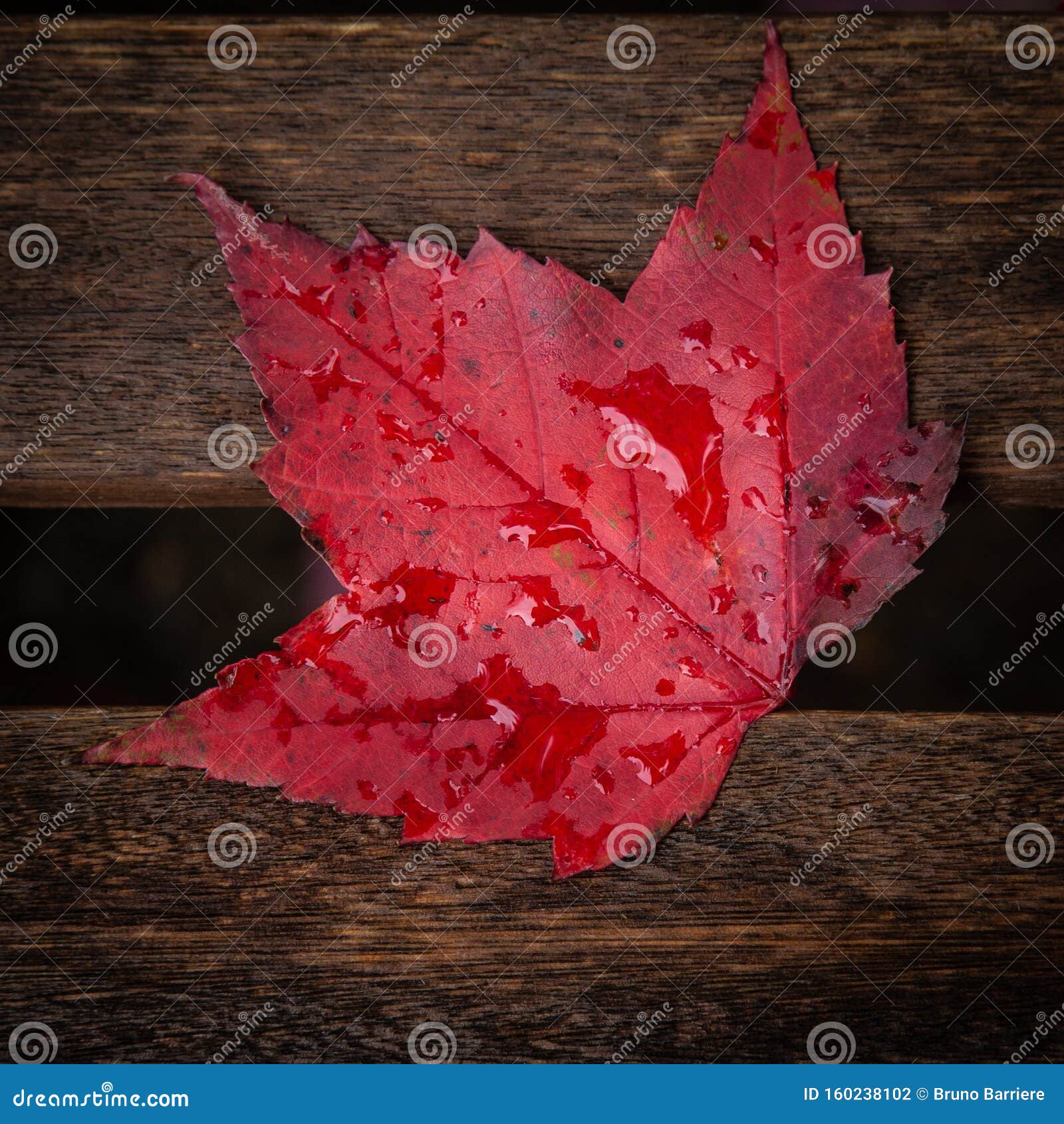 Hoja de arce foto de archivo. Imagen de transformador - 160238102