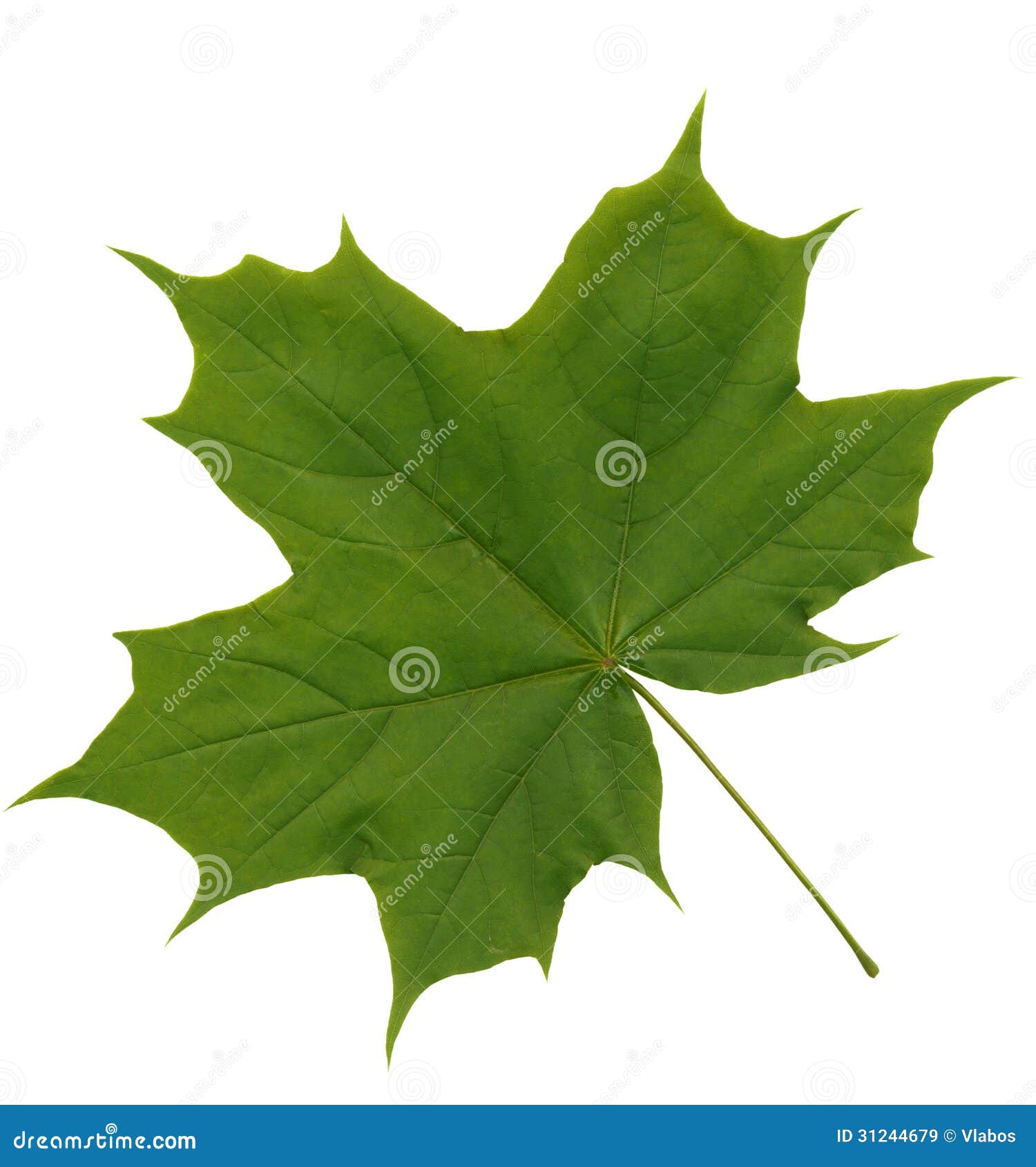 Hoja de arce imagen de archivo. Imagen de aislado, fondos - 31244679