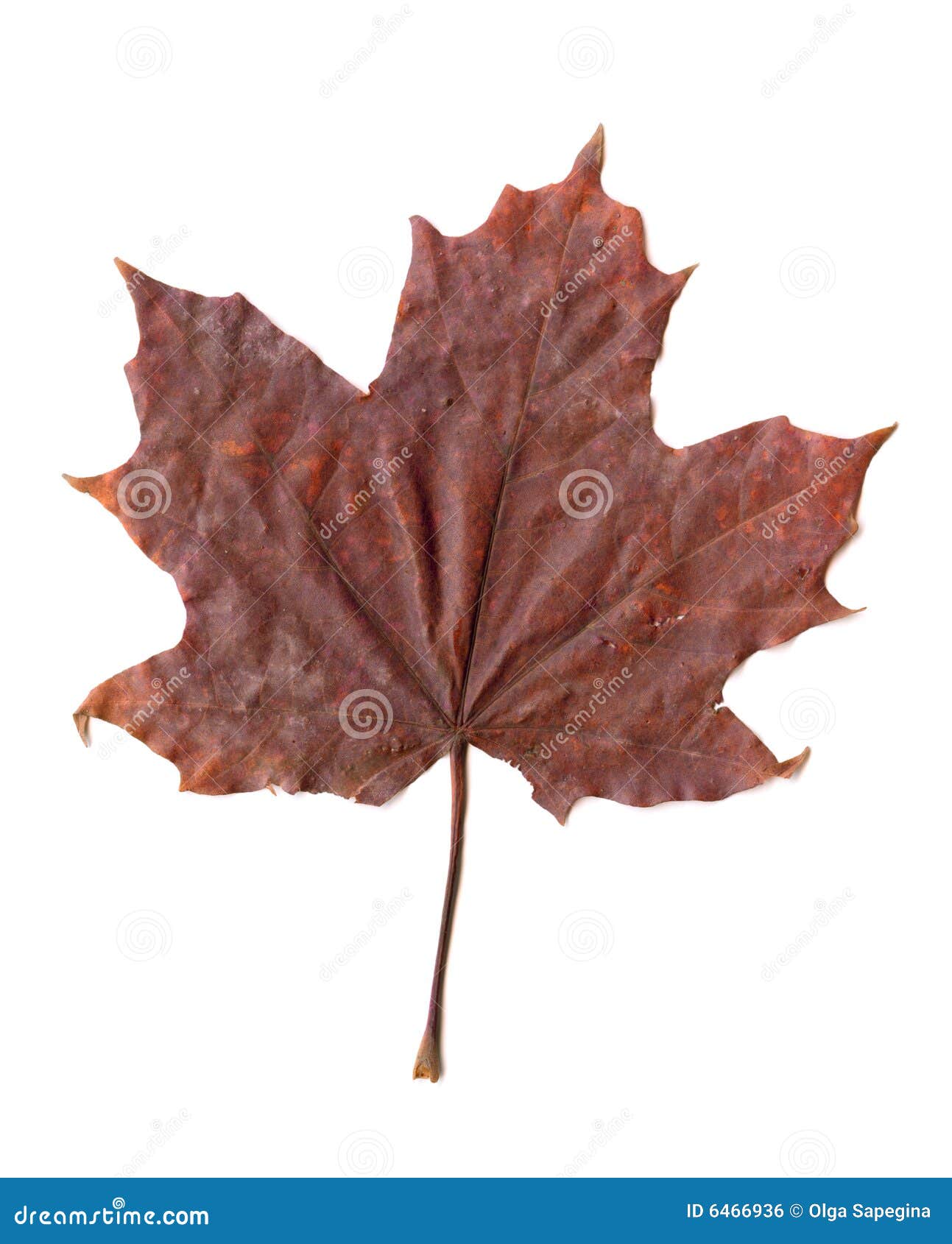 Hoja de arce foto de archivo. Imagen de colorido, septiembre - 6466936
