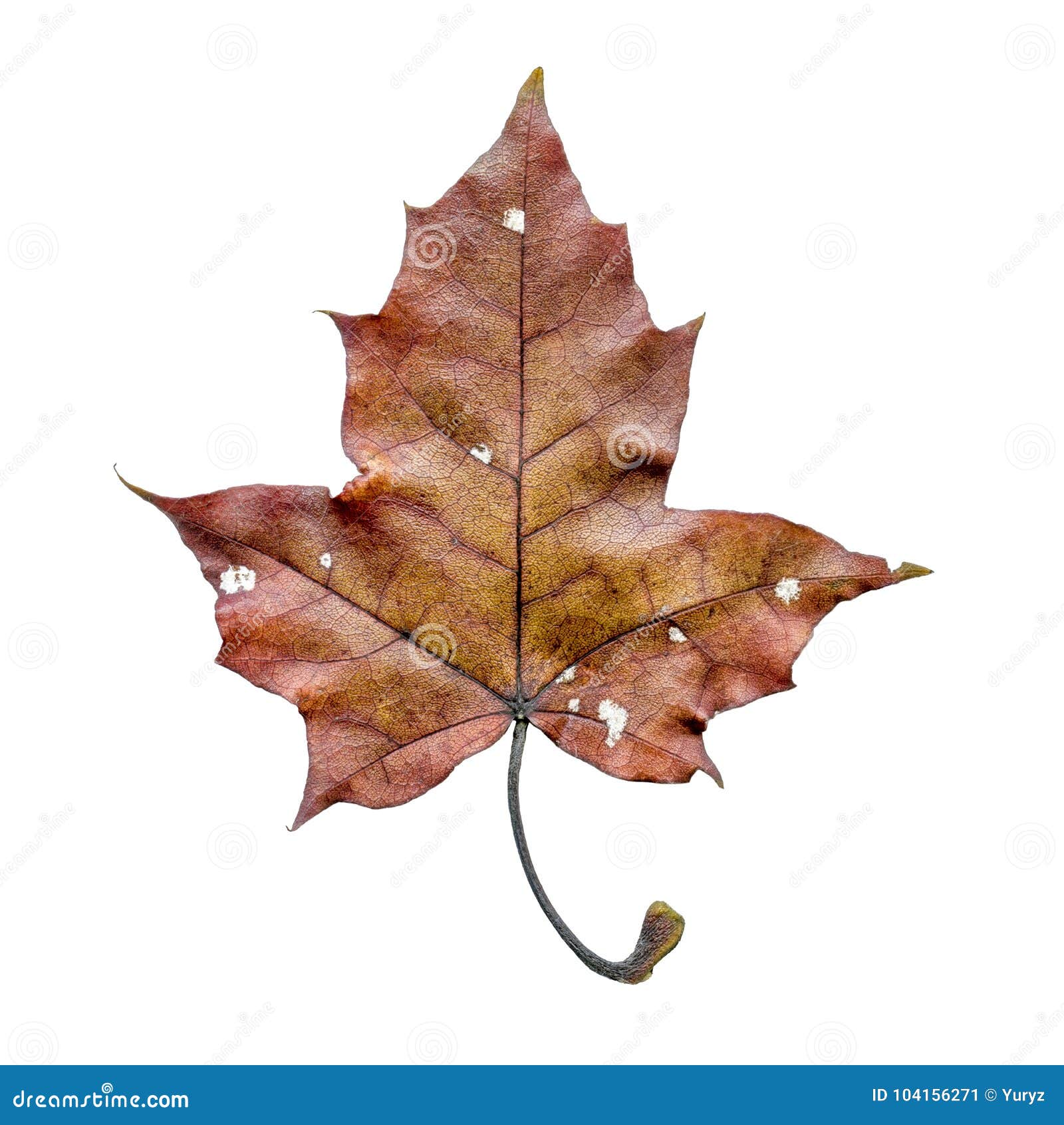 Hoja de arce aislada imagen de archivo. Imagen de seco - 104156271
