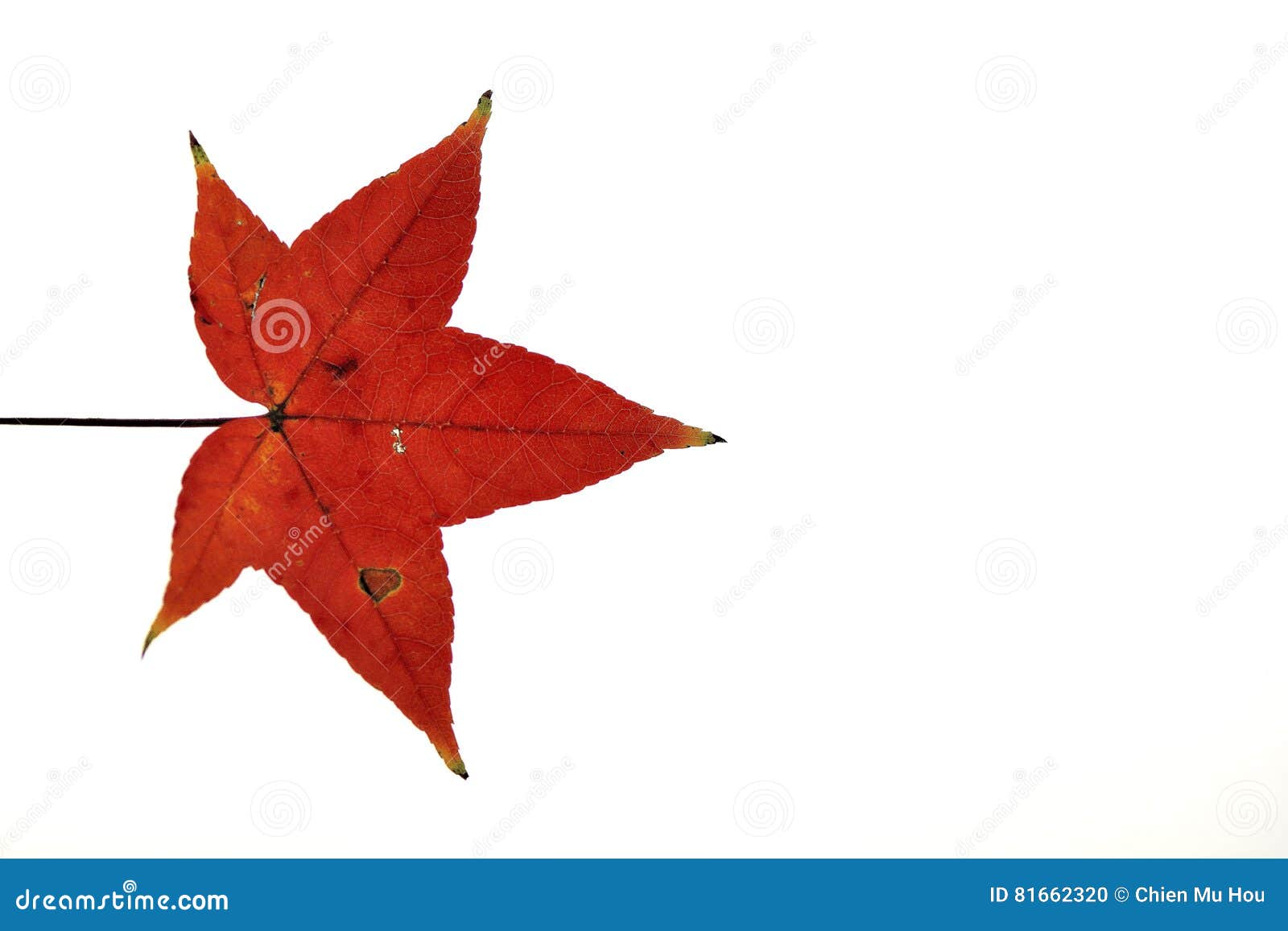Hoja de arce aislada foto de archivo. Imagen de cekntelleo - 81662320