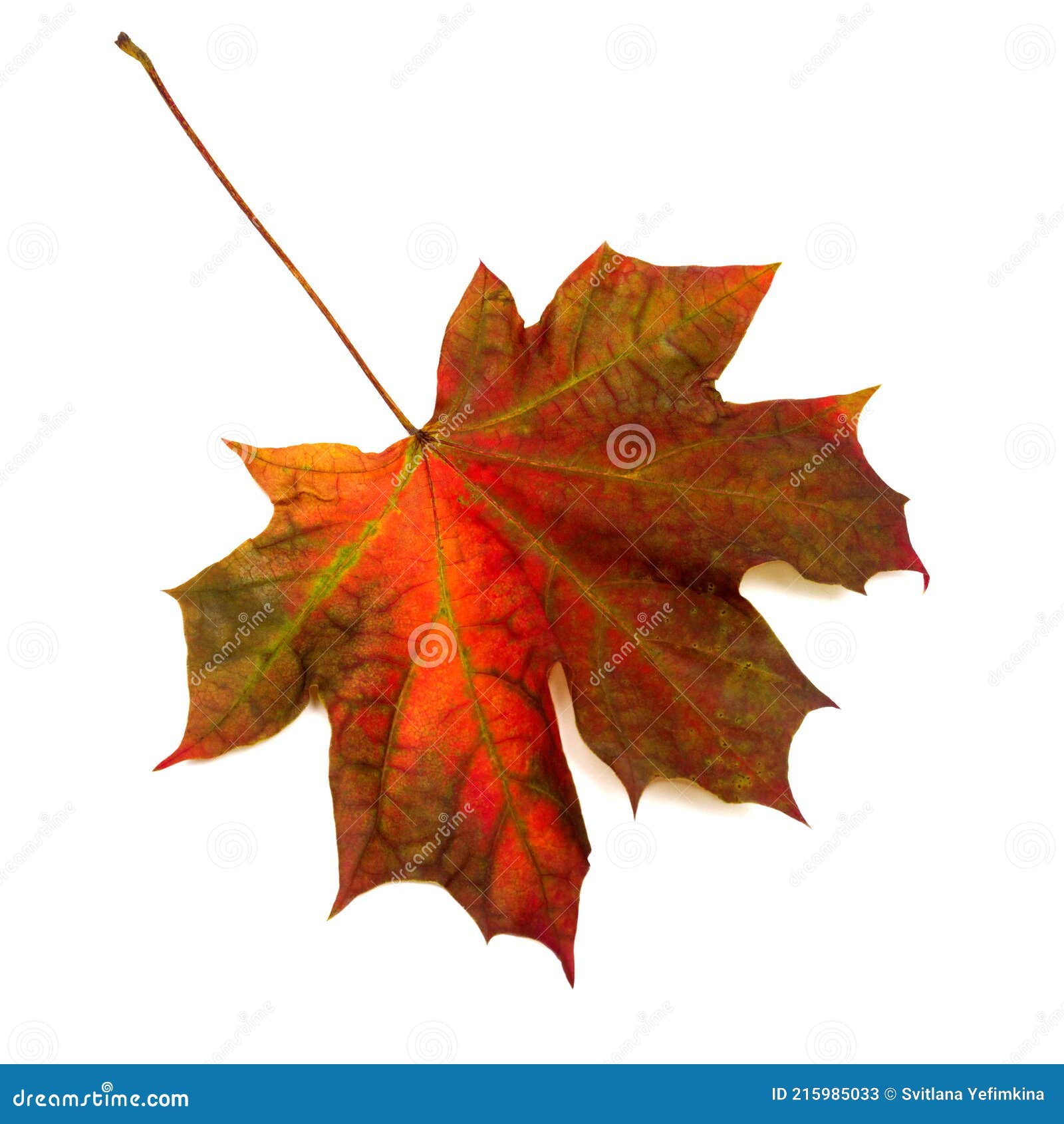 Hoja de arce imagen de archivo. Imagen de color, completo - 215985033