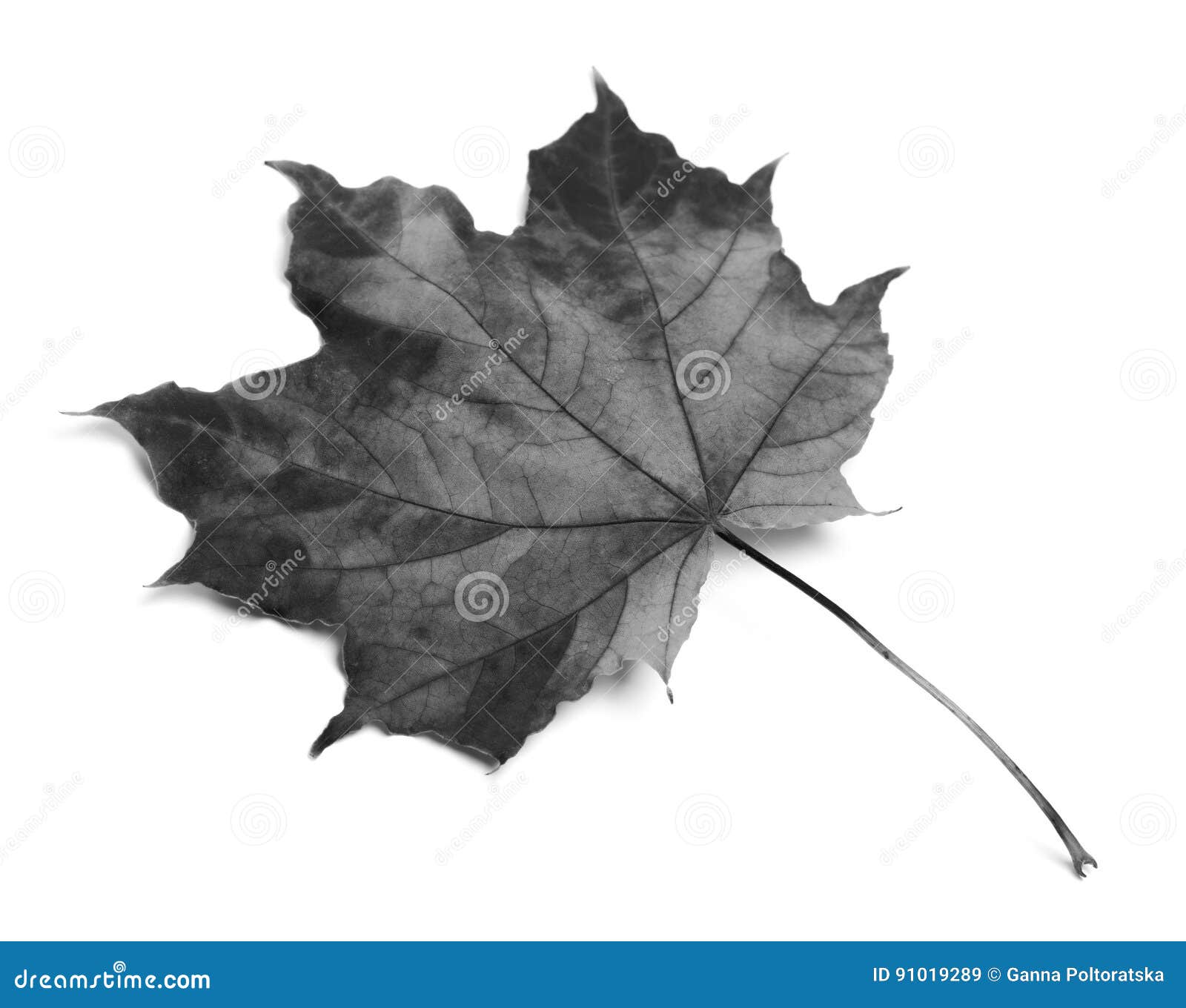 Hoja De Arce Blanco Y Negro Imagen de archivo - Imagen de estudio ...