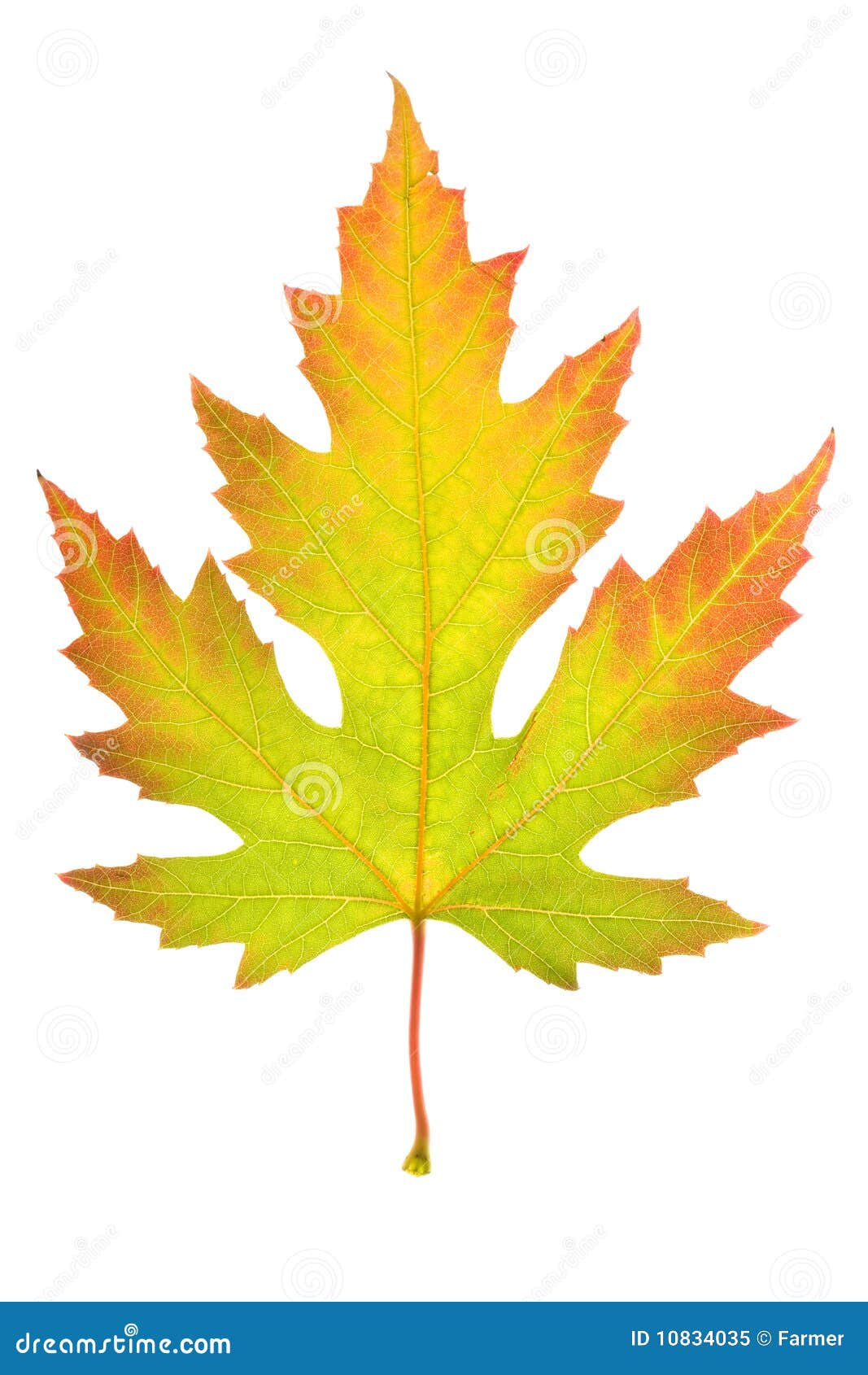 Hoja de arce colorida imagen de archivo. Imagen de anaranjado - 10834035