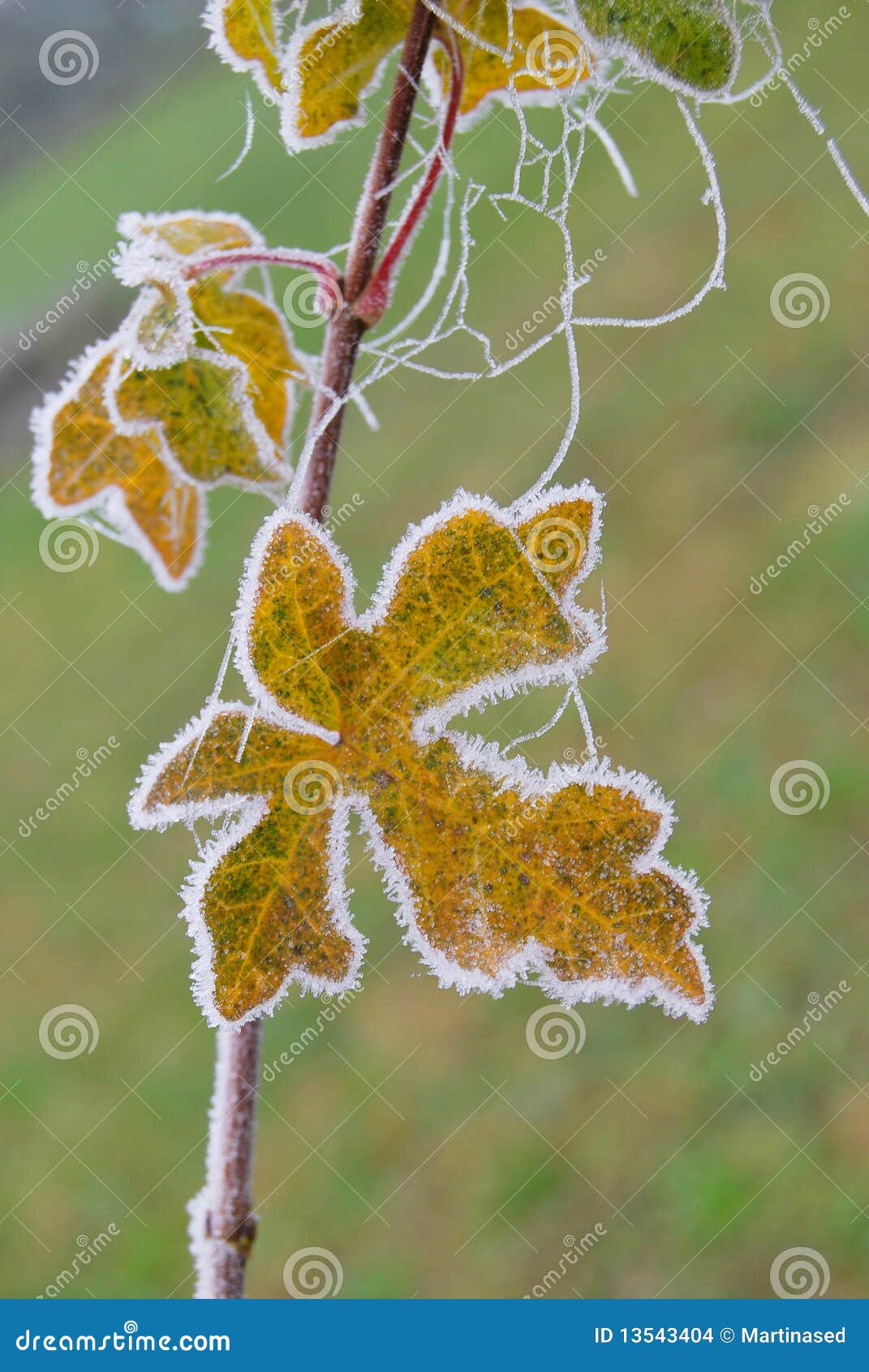 Hoja de arce congelada foto de archivo. Imagen de soledad - 13543404