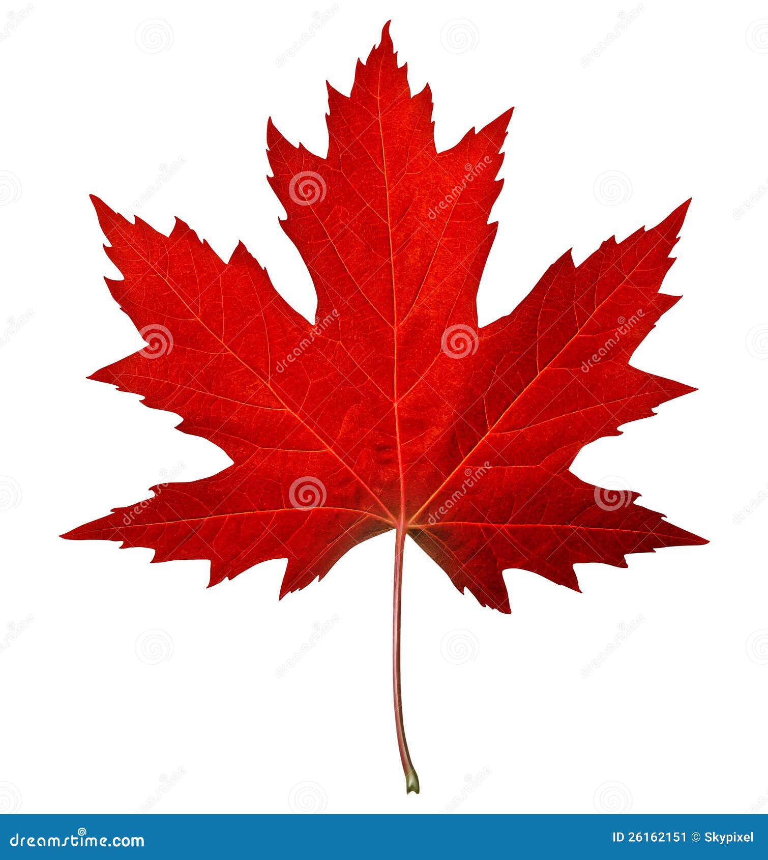 Hoja de arce roja stock de ilustración. Ilustración de canadiense ...