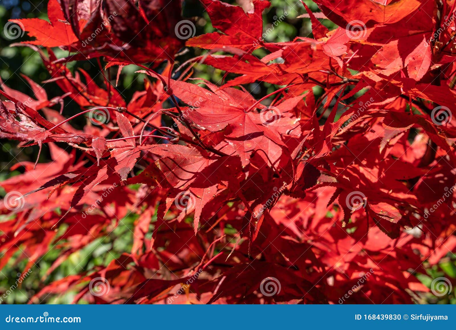 Hoja de arce rojo foto de archivo. Imagen de fondo, ambiente - 168439830